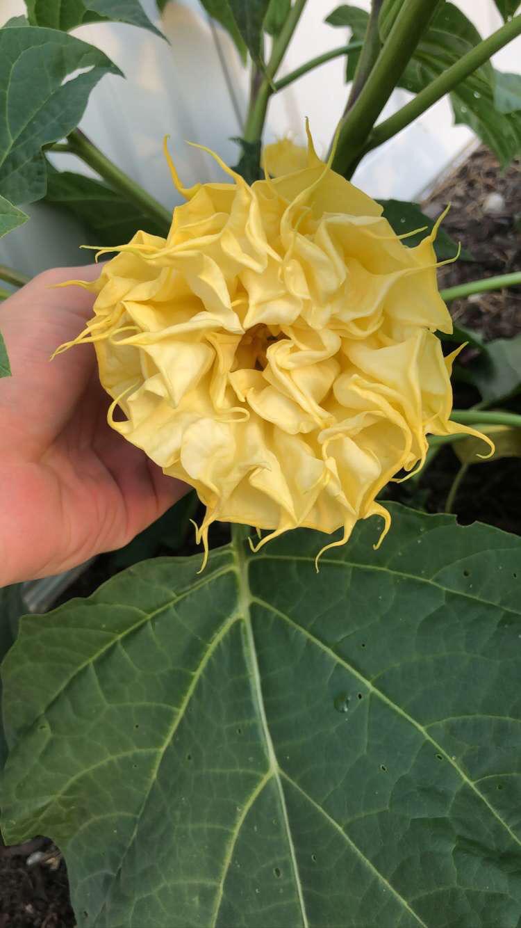 Full bloom. Yellow Datura Metel | Scrolller