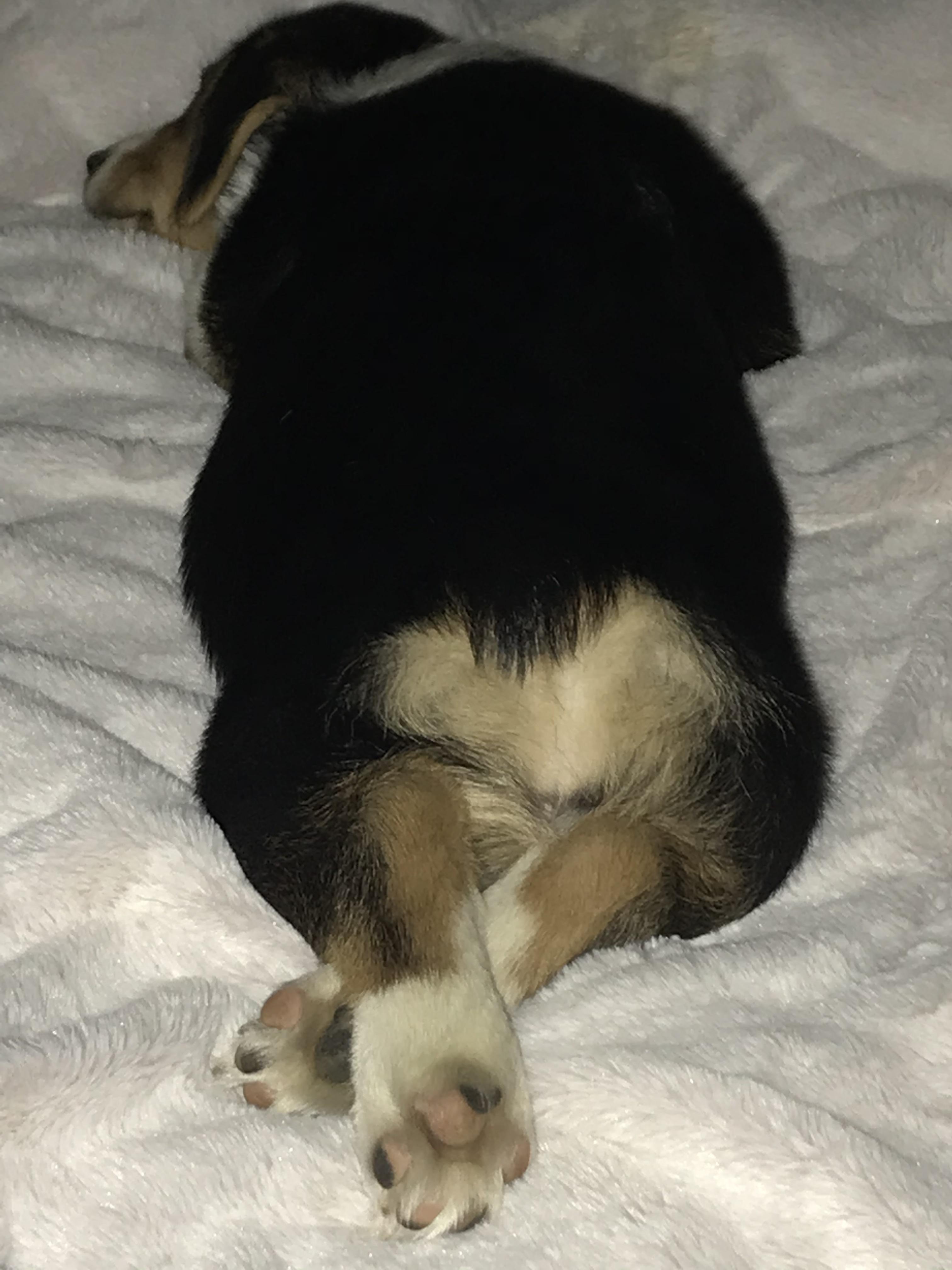 Full on sploot | Scrolller