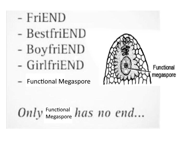 Functional Megaspore Forever | Scrolller