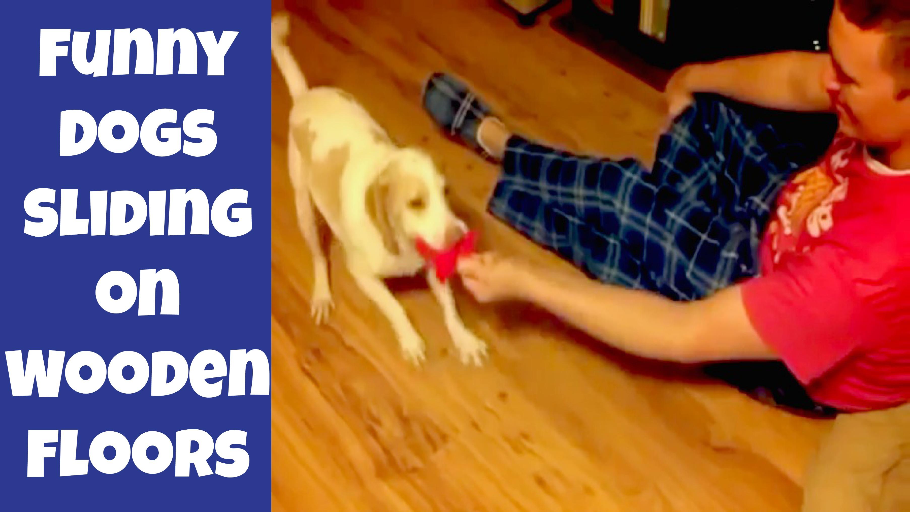 Funny Dogs And Puppies Sliding on Wooden Floors Compilation 2016 | Funny Dog Videos - NEW ...