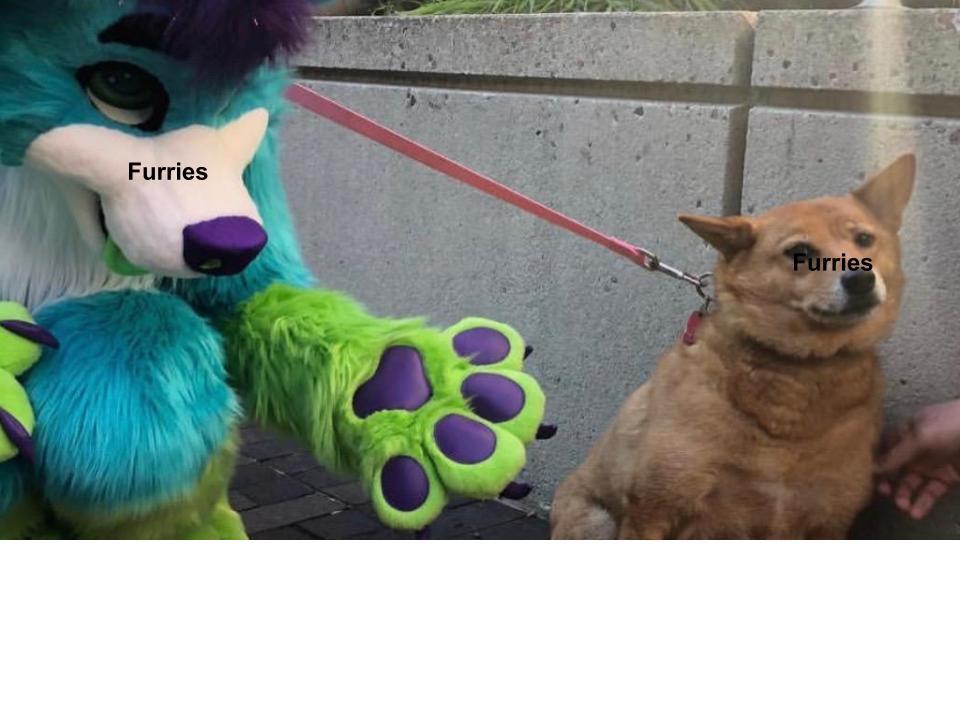 Furries_irl | Scrolller