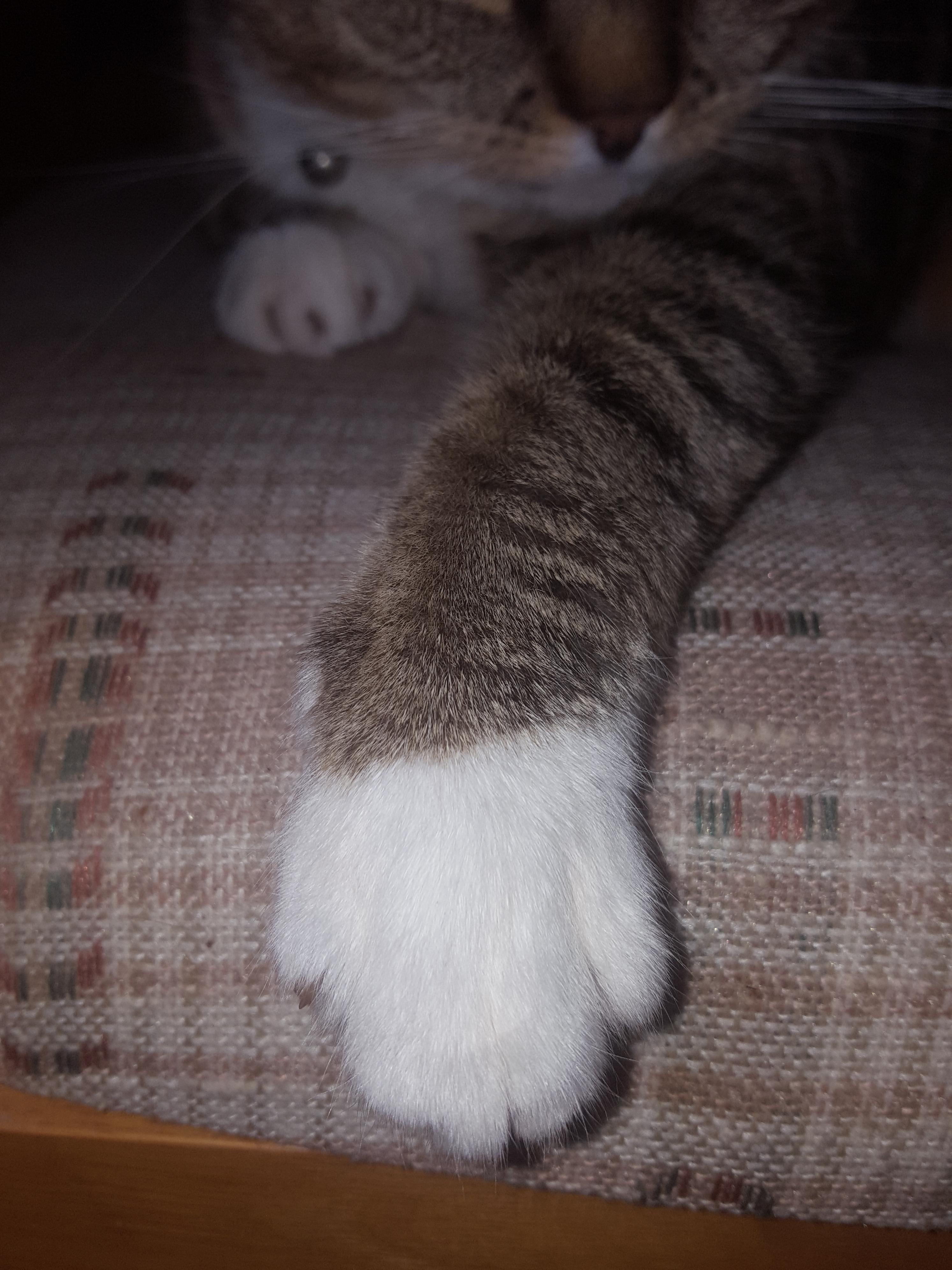 Furry feetsies🐾 | Scrolller