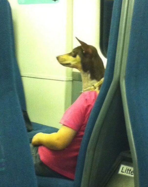 Fursed_Canine | Scrolller