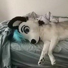 Fursed_dog | Scrolller