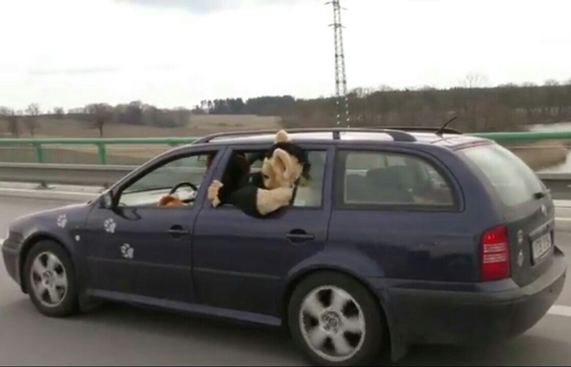 Fursed_ride | Scrolller