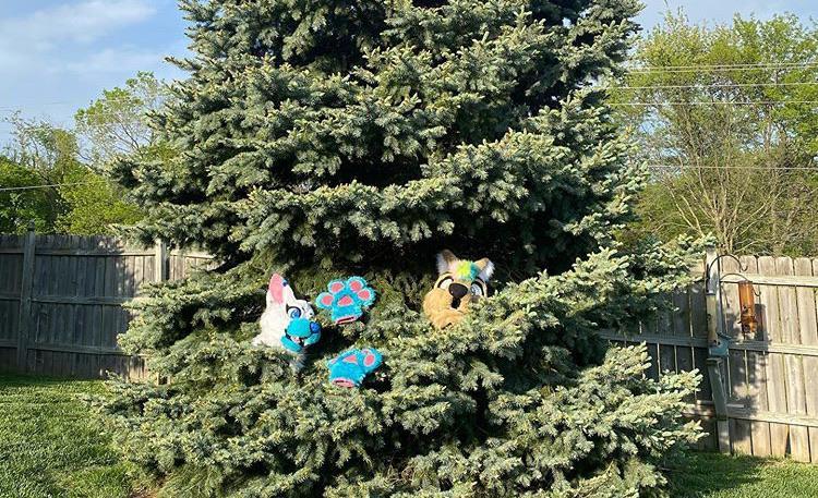 fursed_tree | Scrolller
