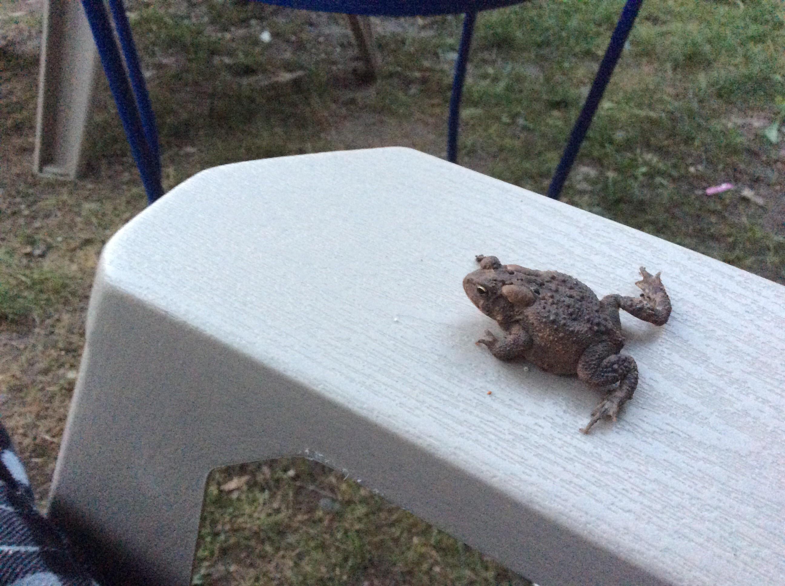 Game: How Long Until The Relatives Realize I Have a Toad | Scrolller