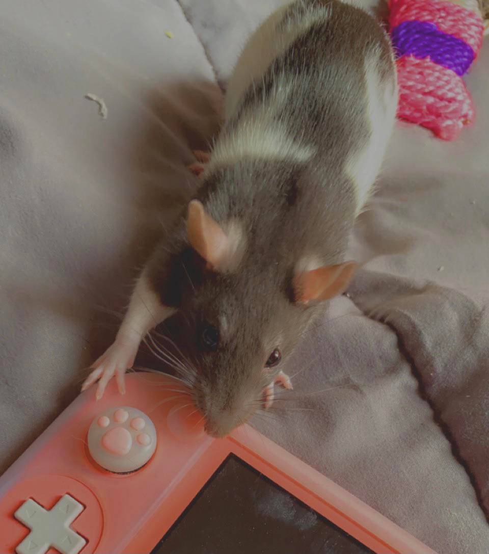 Discover more like RATS: gamer rat‼️ and Related Content | Scrolller