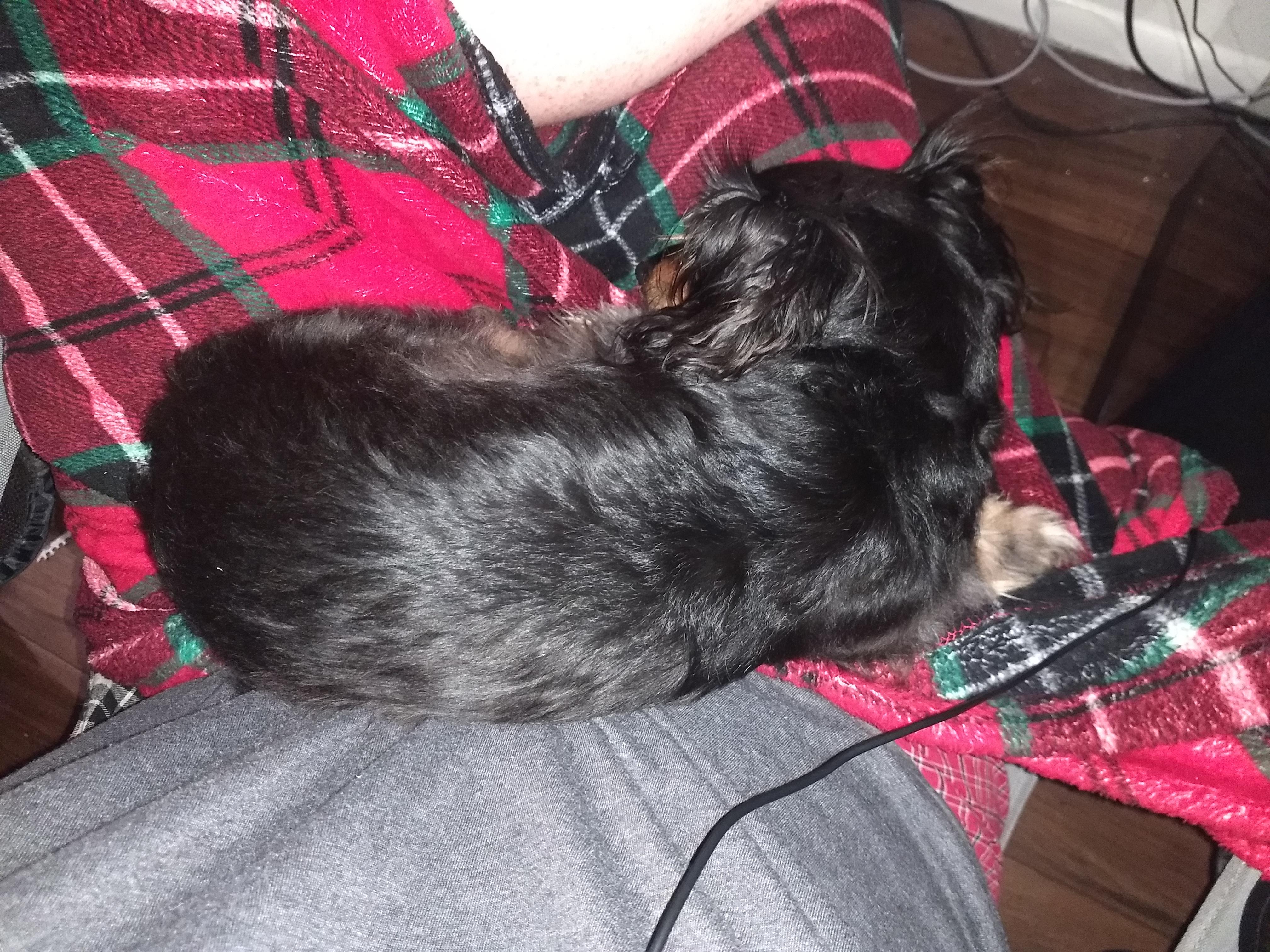 Gaming dog loaf | Scrolller