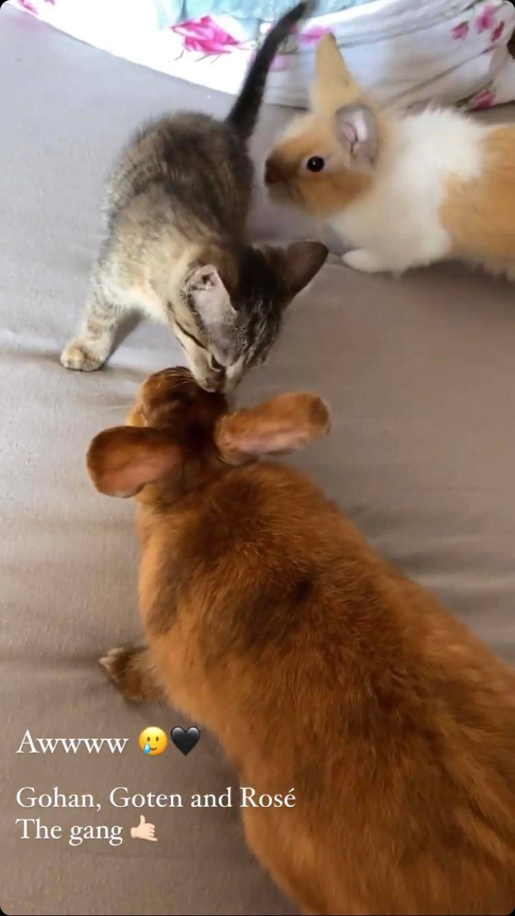 Gang gang | Scrolller