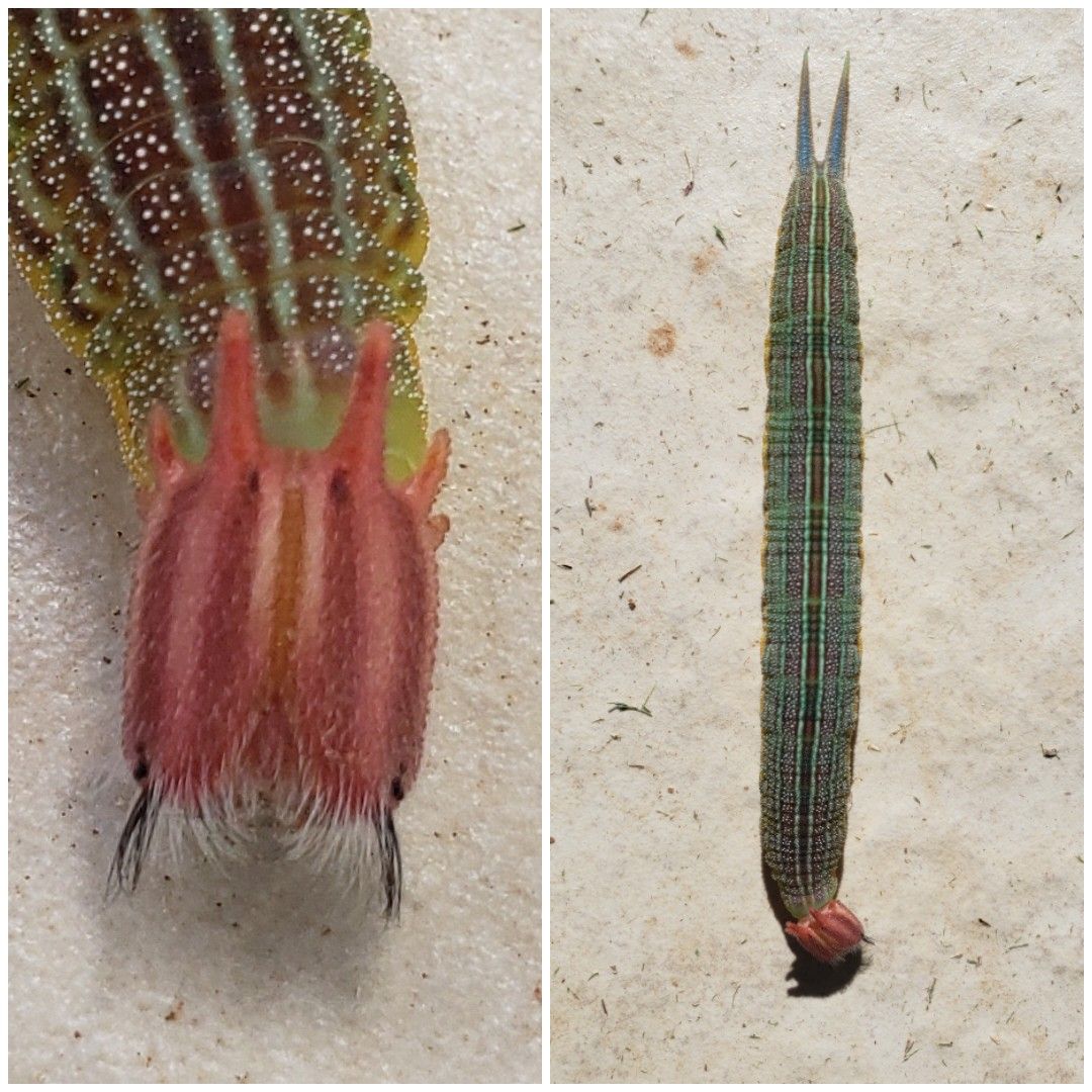 Garden visitor | Scrolller