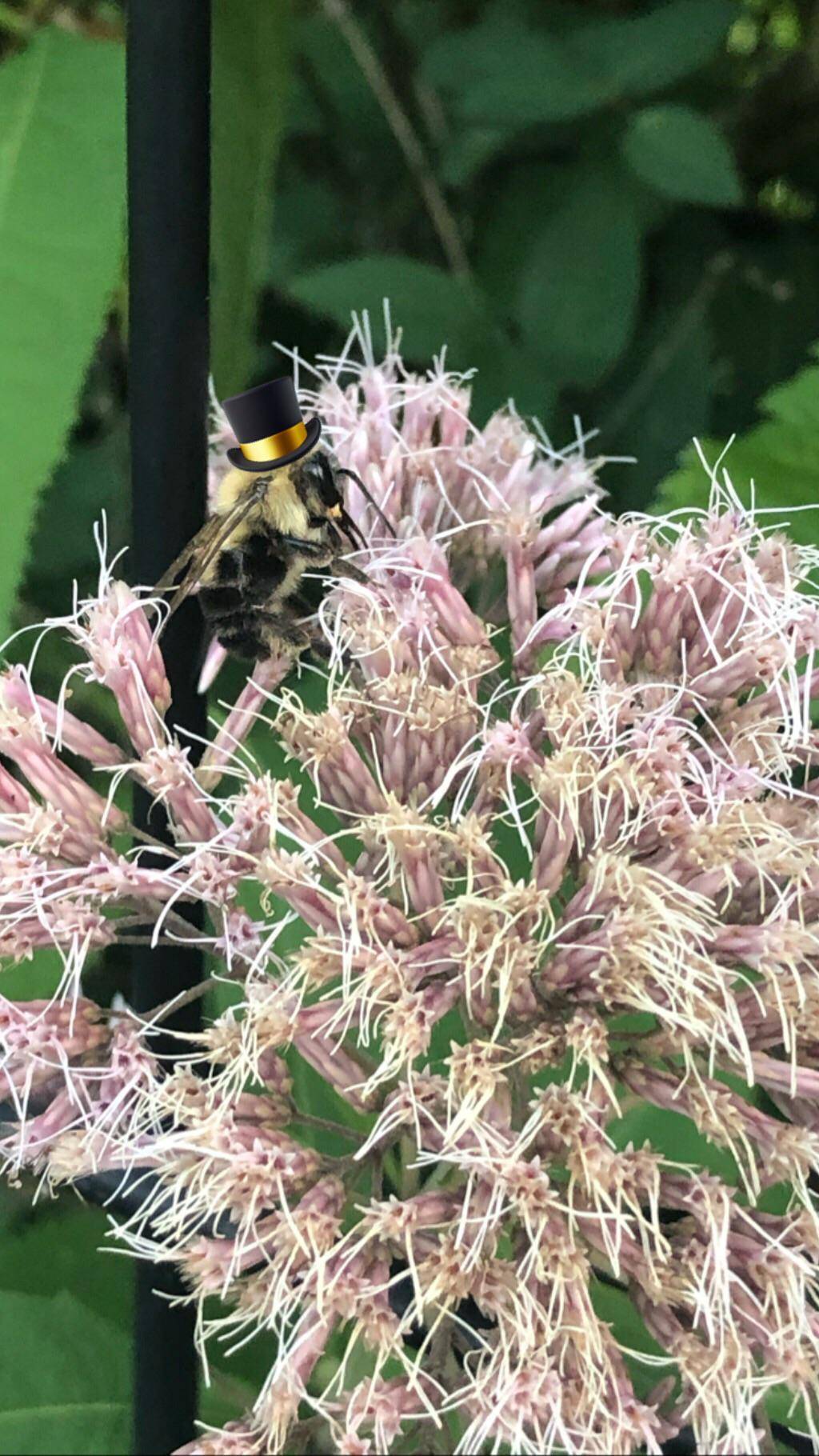 Garden weeds bring dapper bees | Scrolller
