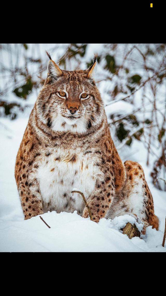 Garfield’s deadly relative | Scrolller