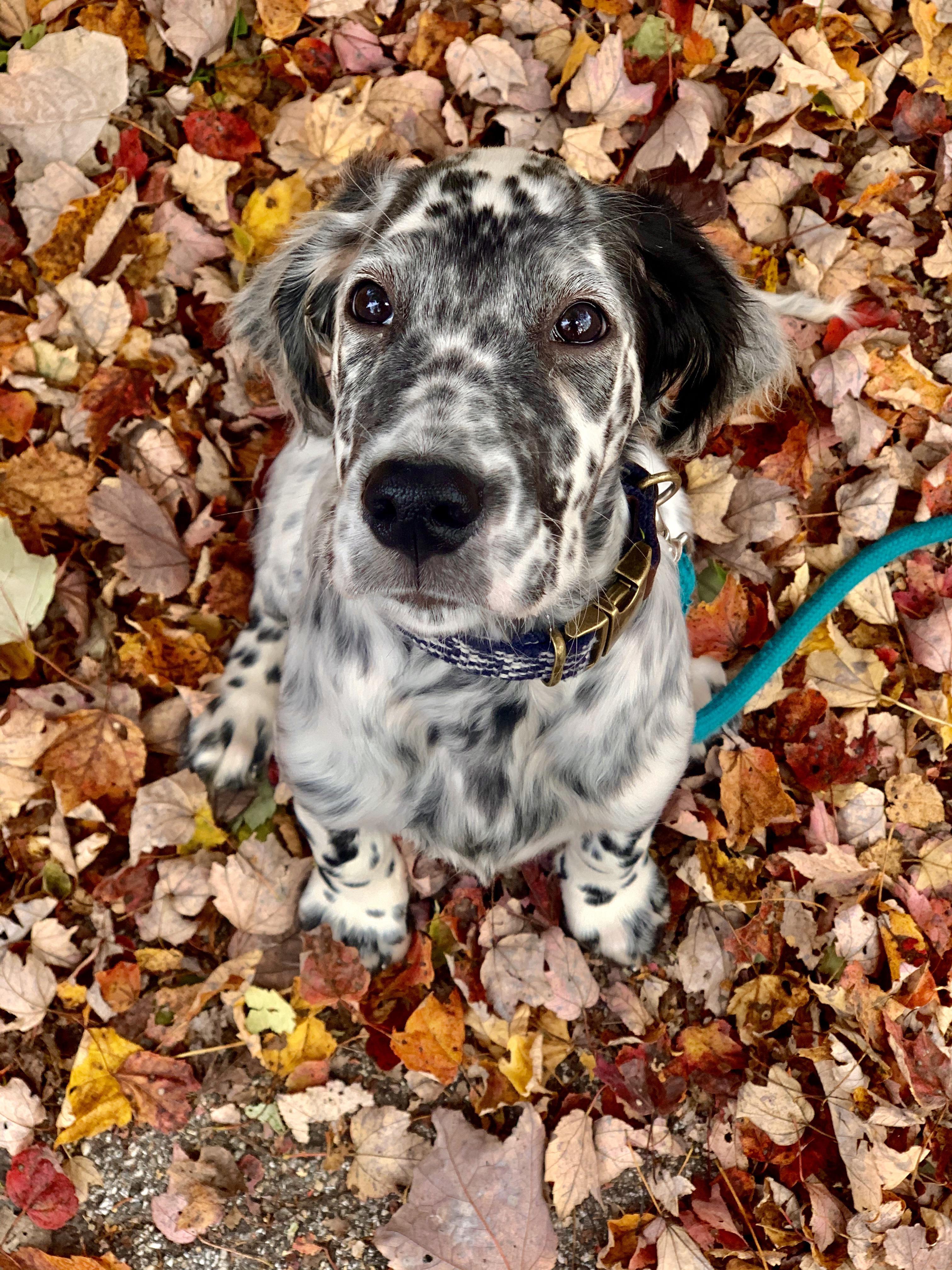 Garvey enjoying the fall | Scrolller