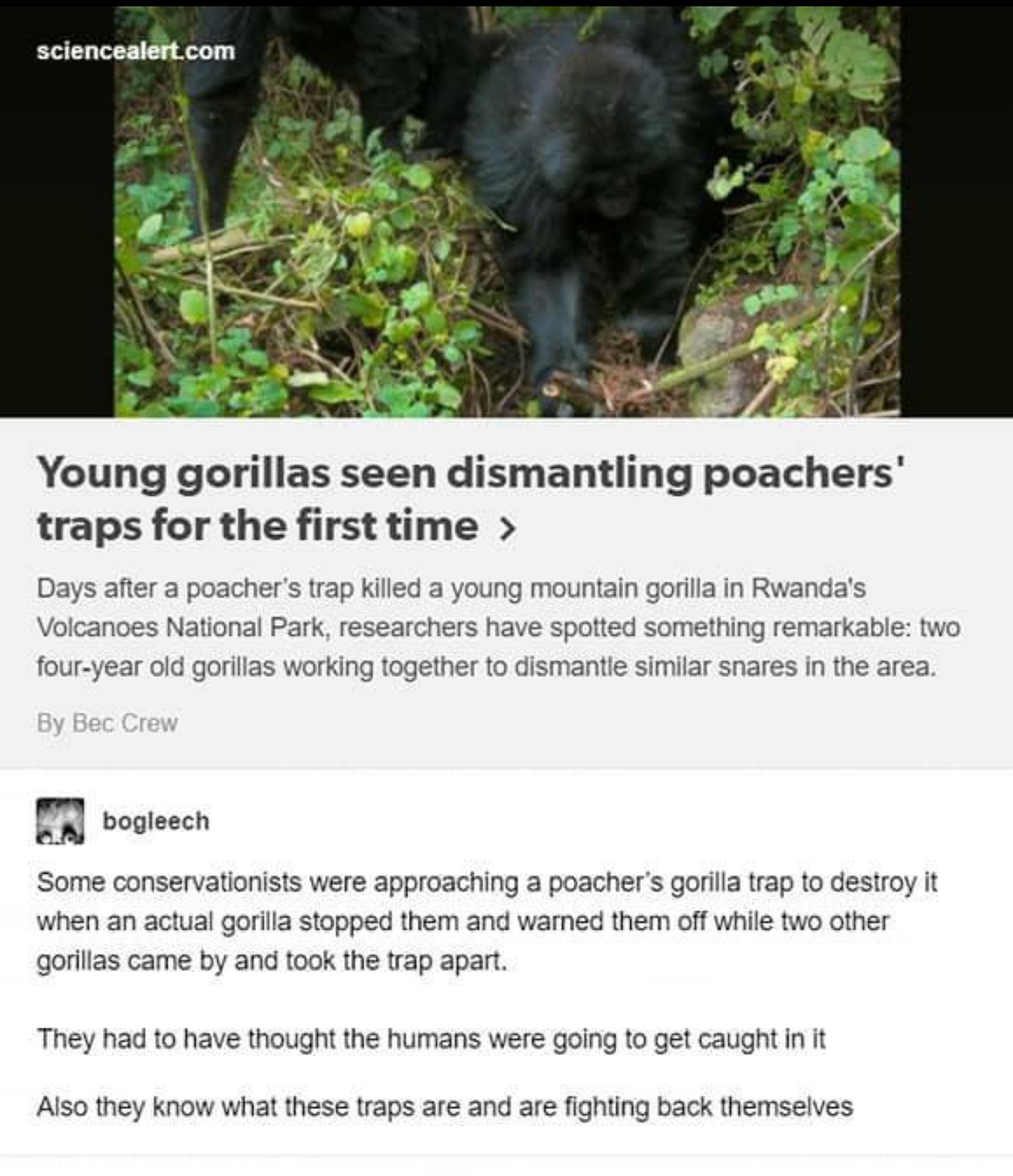 Gen Z Gorillas. | Scrolller