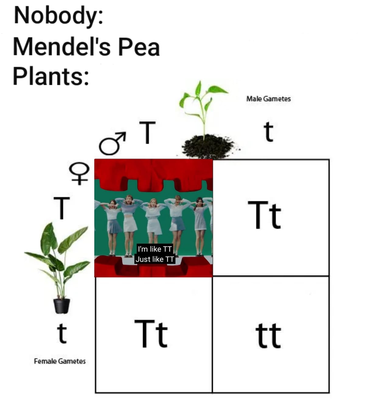 Genetics and Kpop | Scrolller