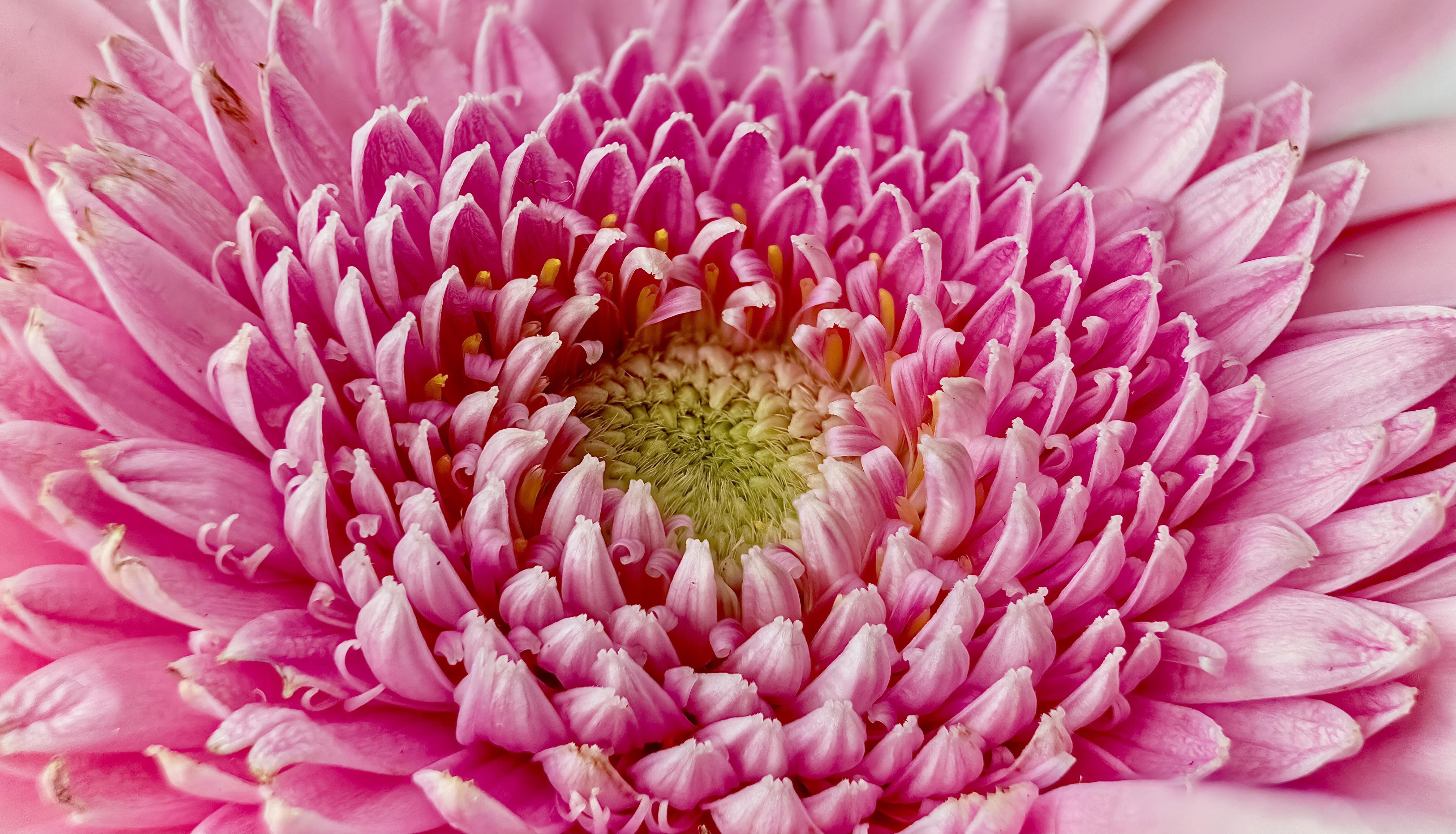Gerbera | Scrolller