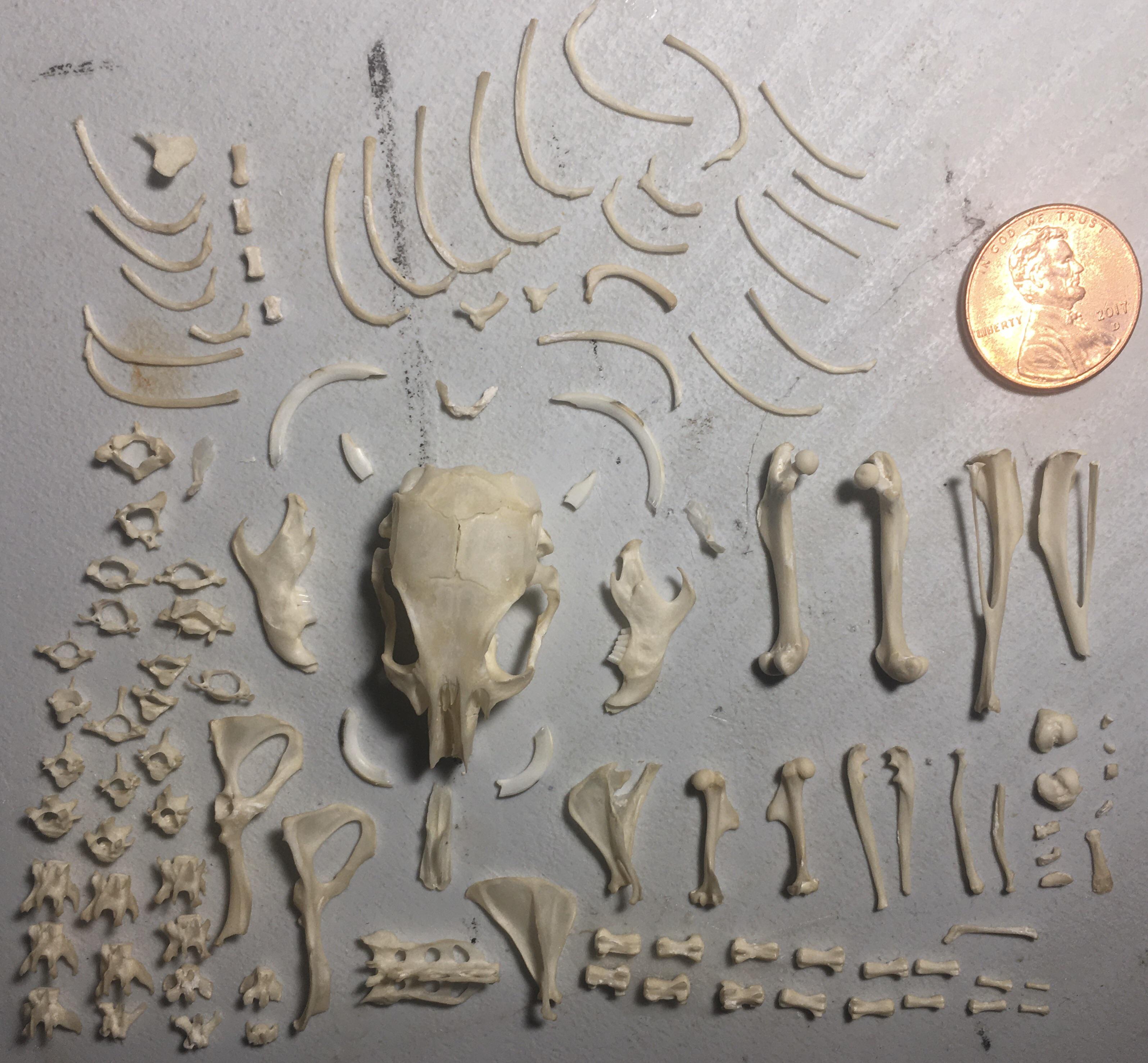 gerbil skeleton | Scrolller