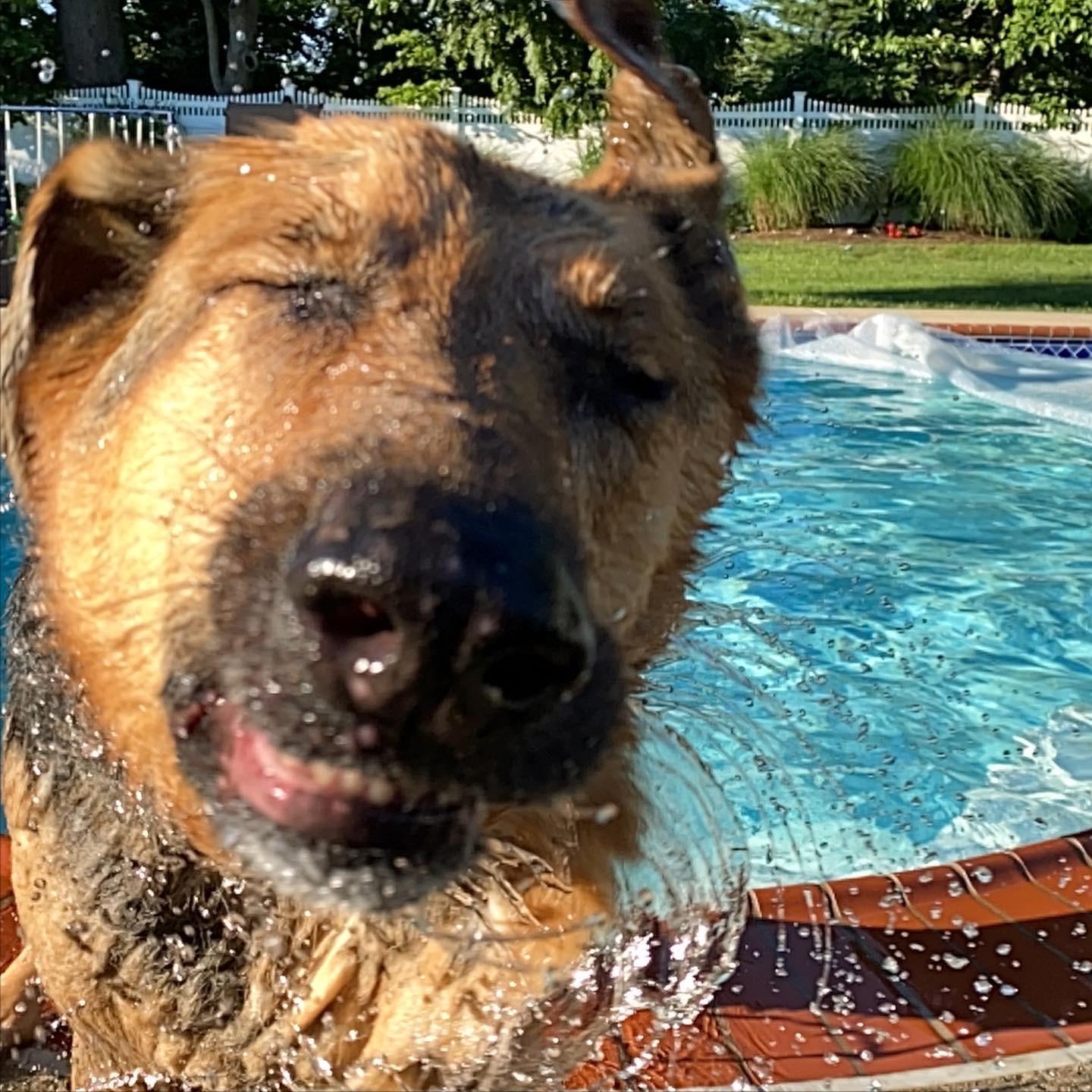 German Shepherd, mid-shake. | Scrolller