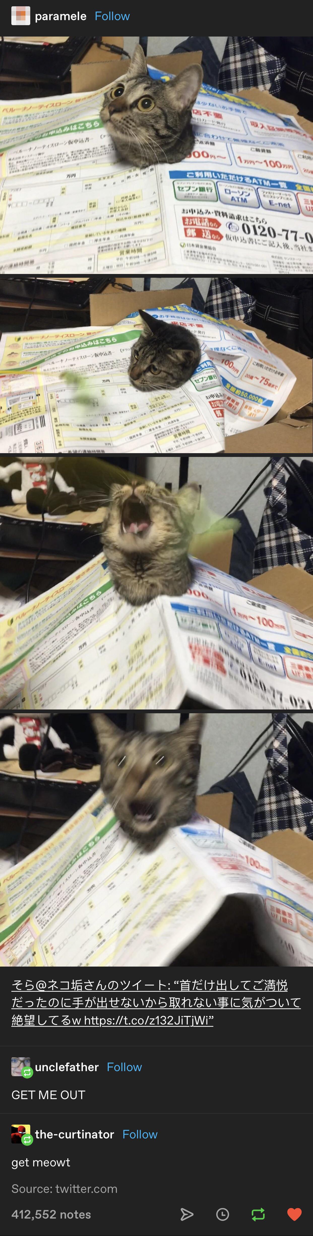 get meowt | Scrolller