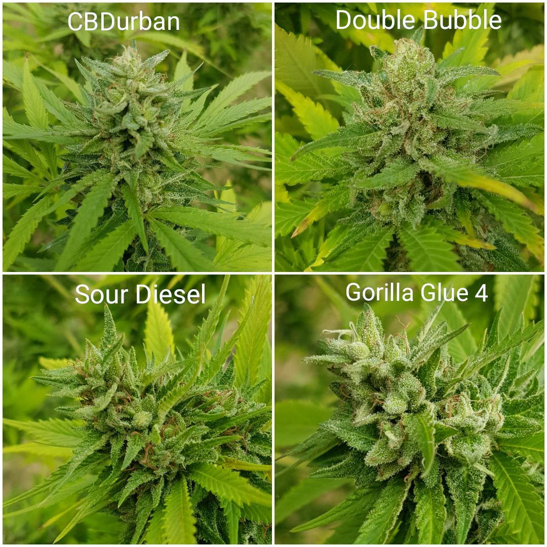 Getting close, first grow | Scrolller