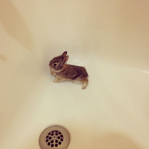 Getting ready for a bath | Scrolller