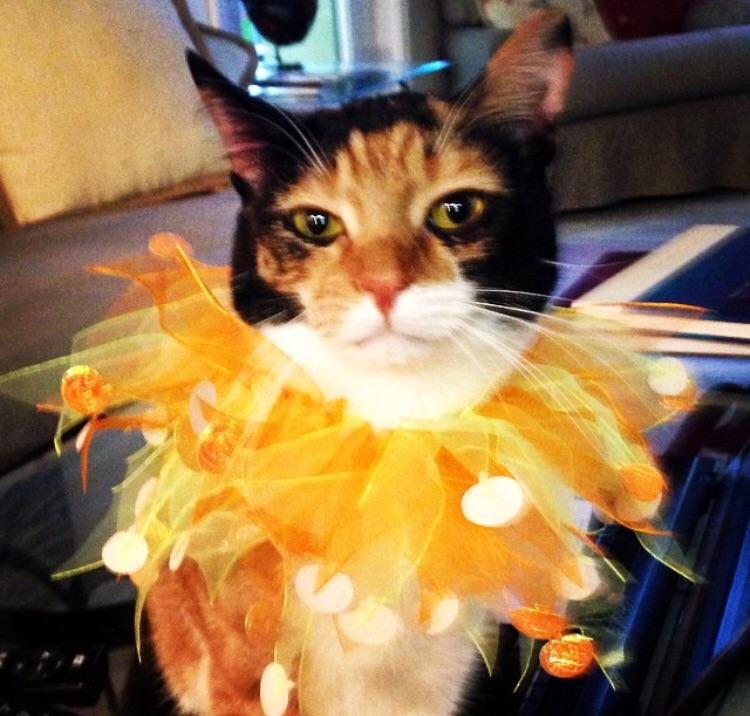 Getting ready for Halloween | Scrolller