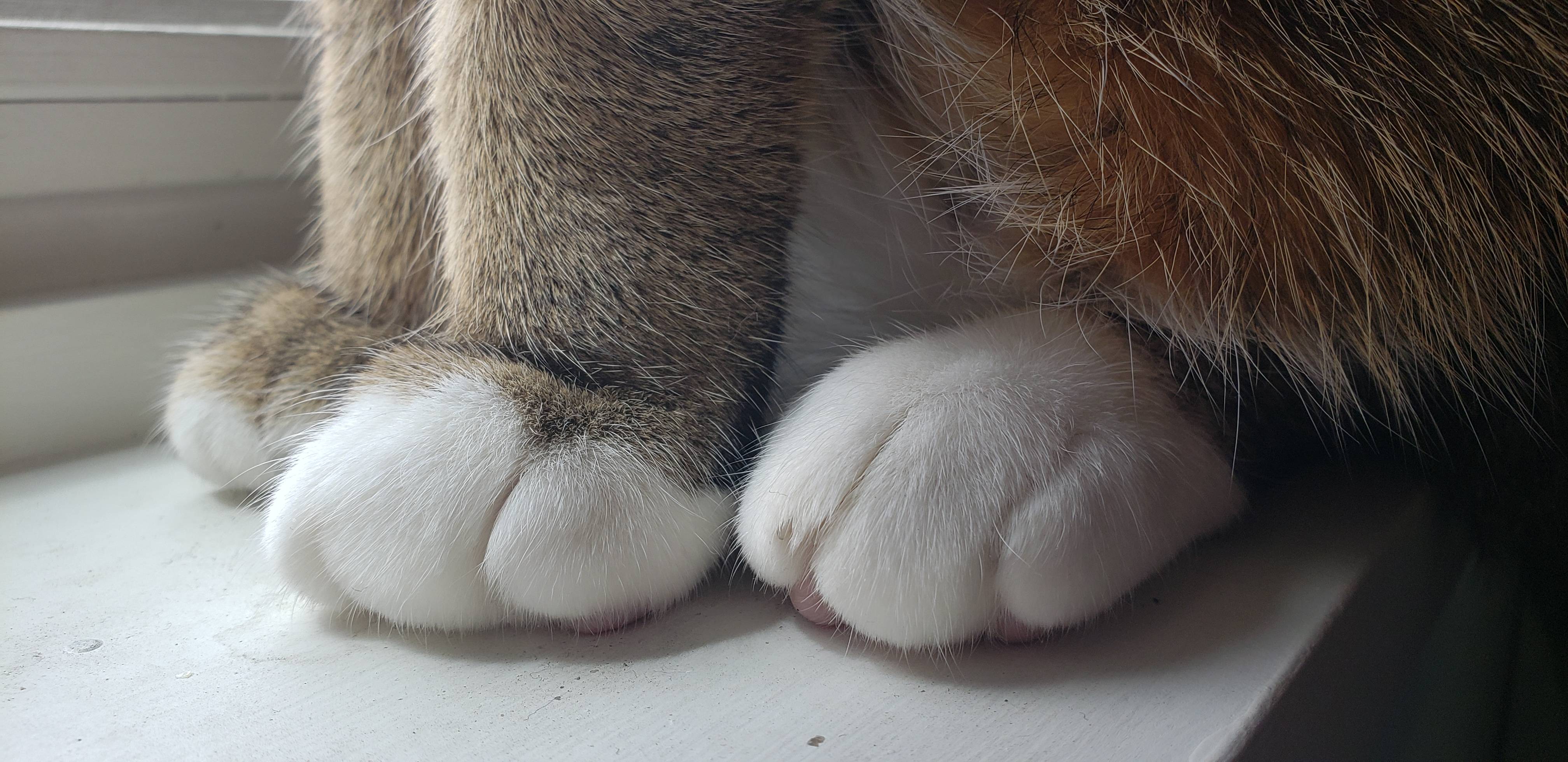 Getting some sun on those paws | Scrolller