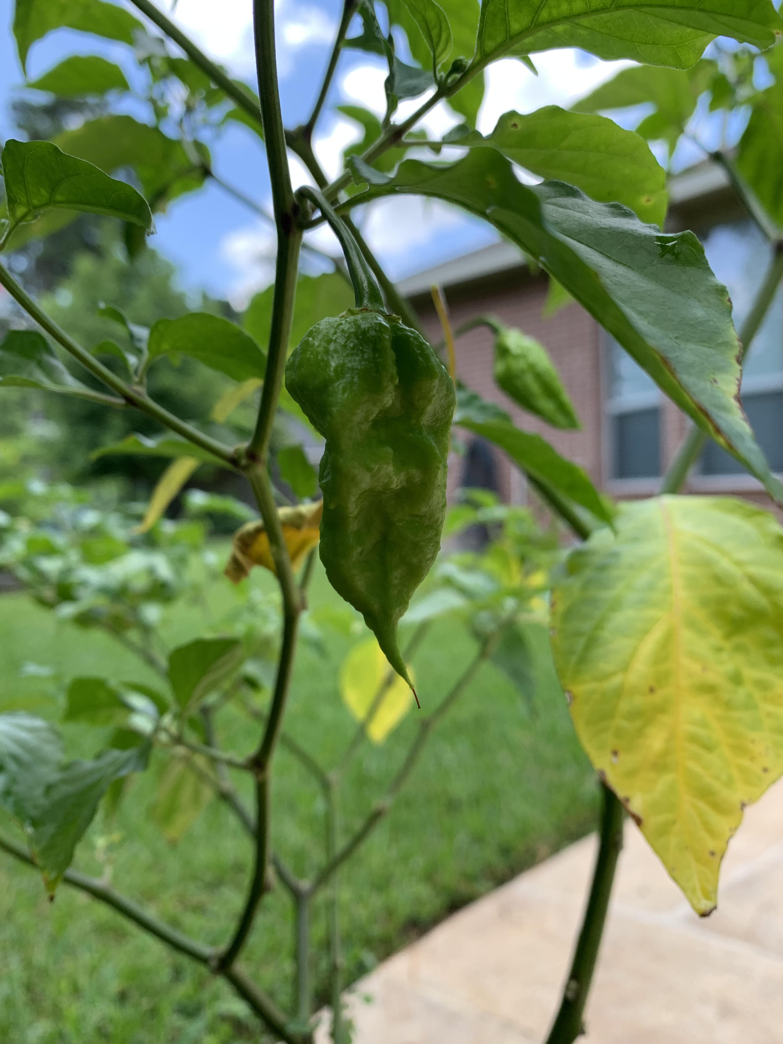 Ghost season | Scrolller