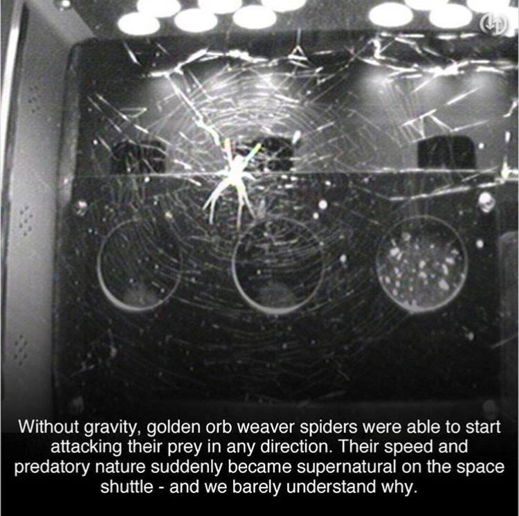 Giant Alien spiders are no joke | Scrolller