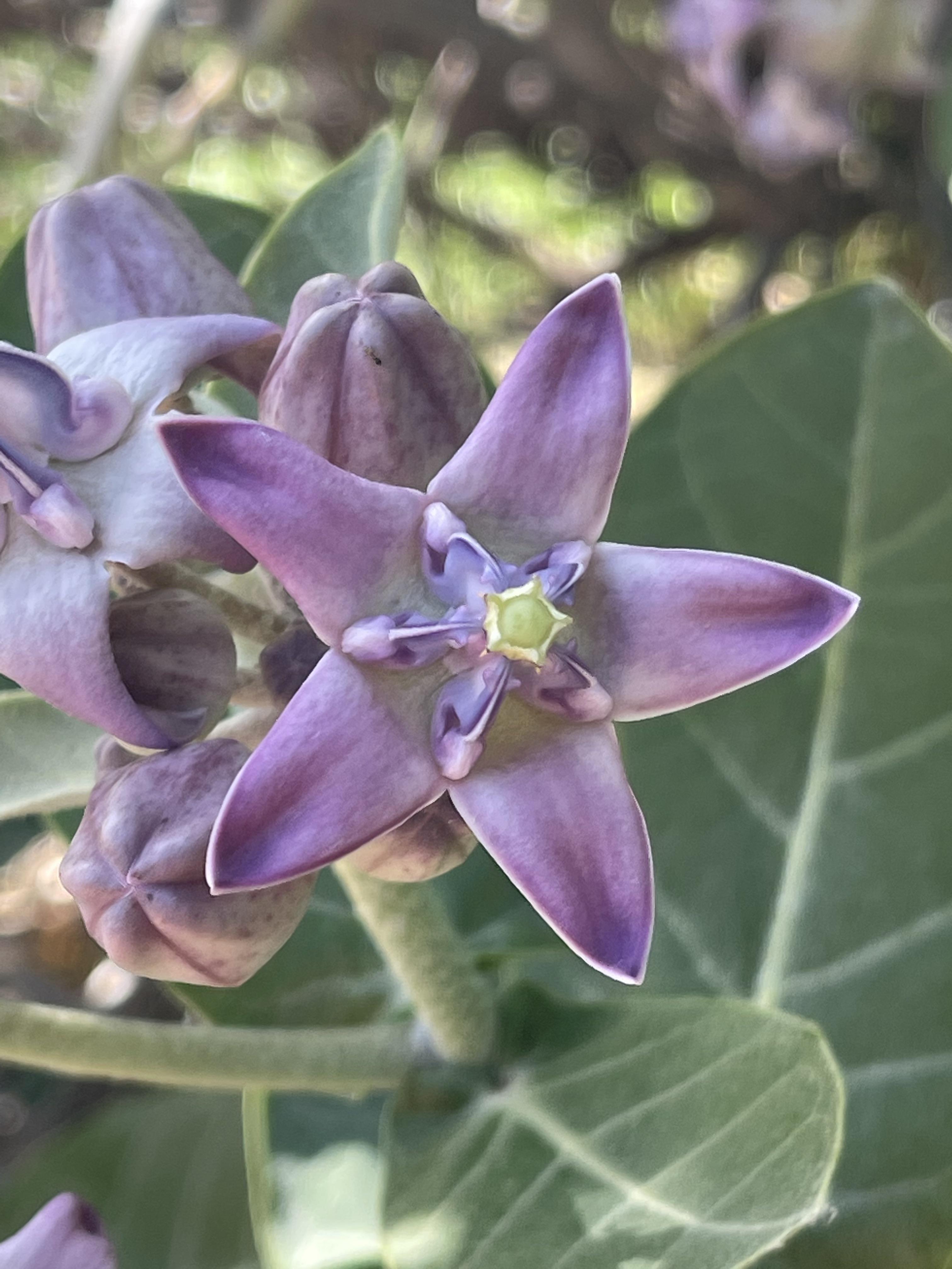 Giant calotrope | Scrolller