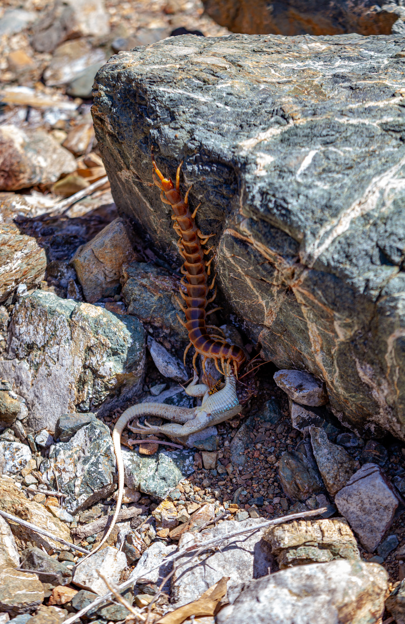 Giant Centipede Having Its Cododo Snack | Scrolller