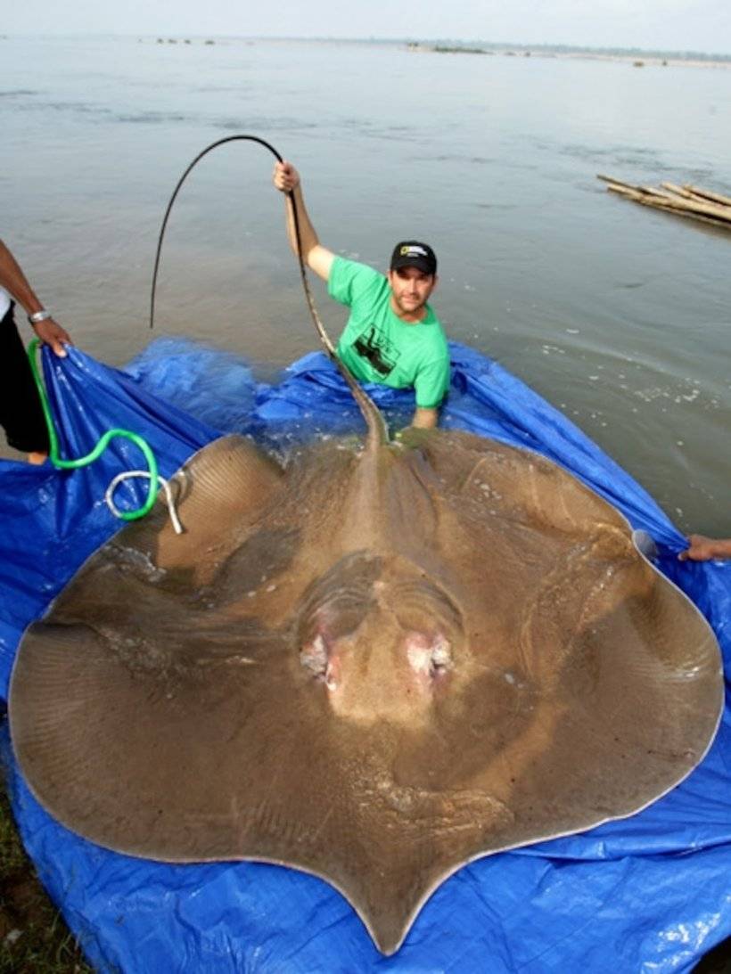 Giant Freshwater Stingray | Scrolller