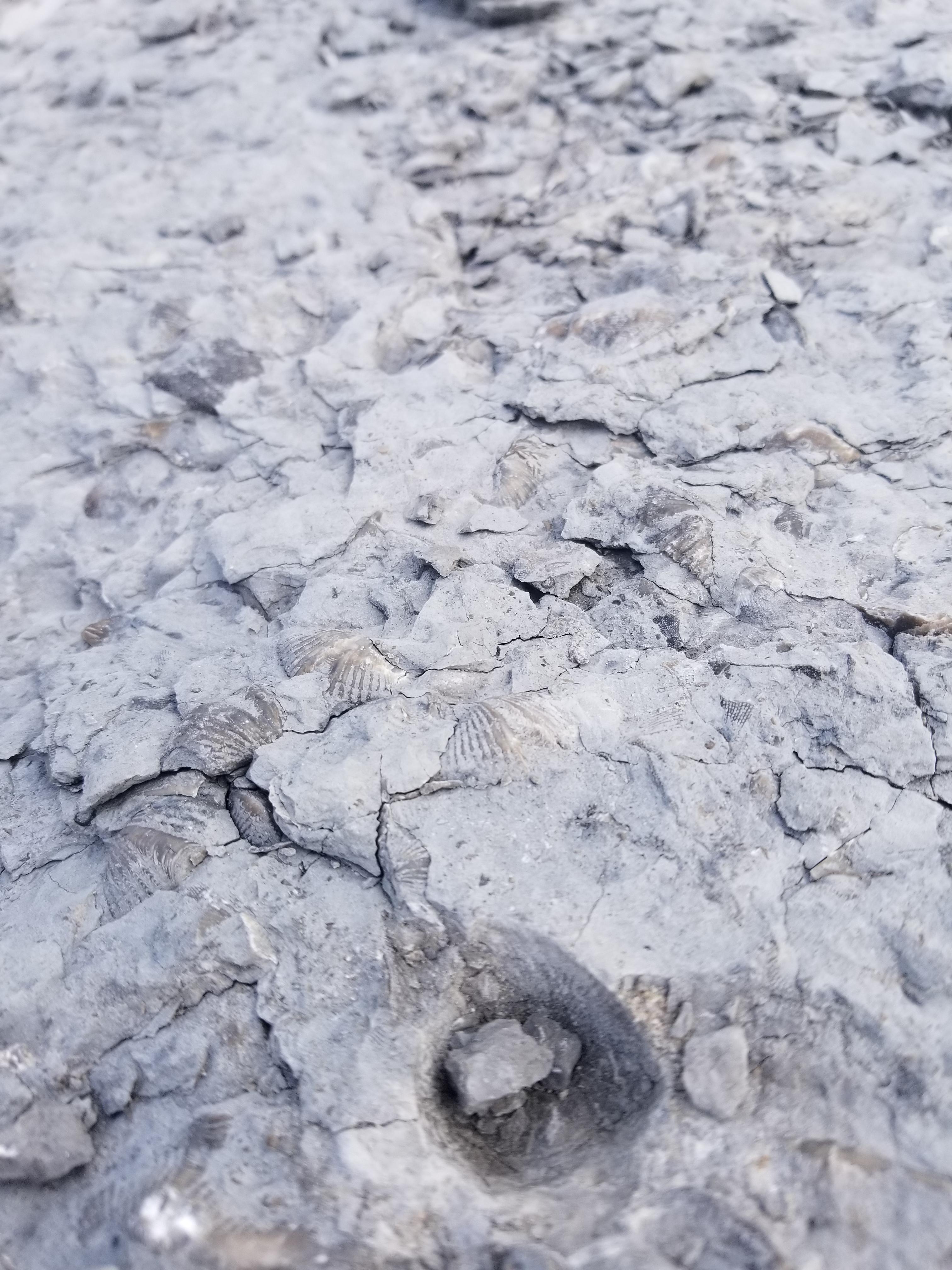 Giant rocks washed ashore in Petoskey Michigan revealing thousands of fossilized shells and ...