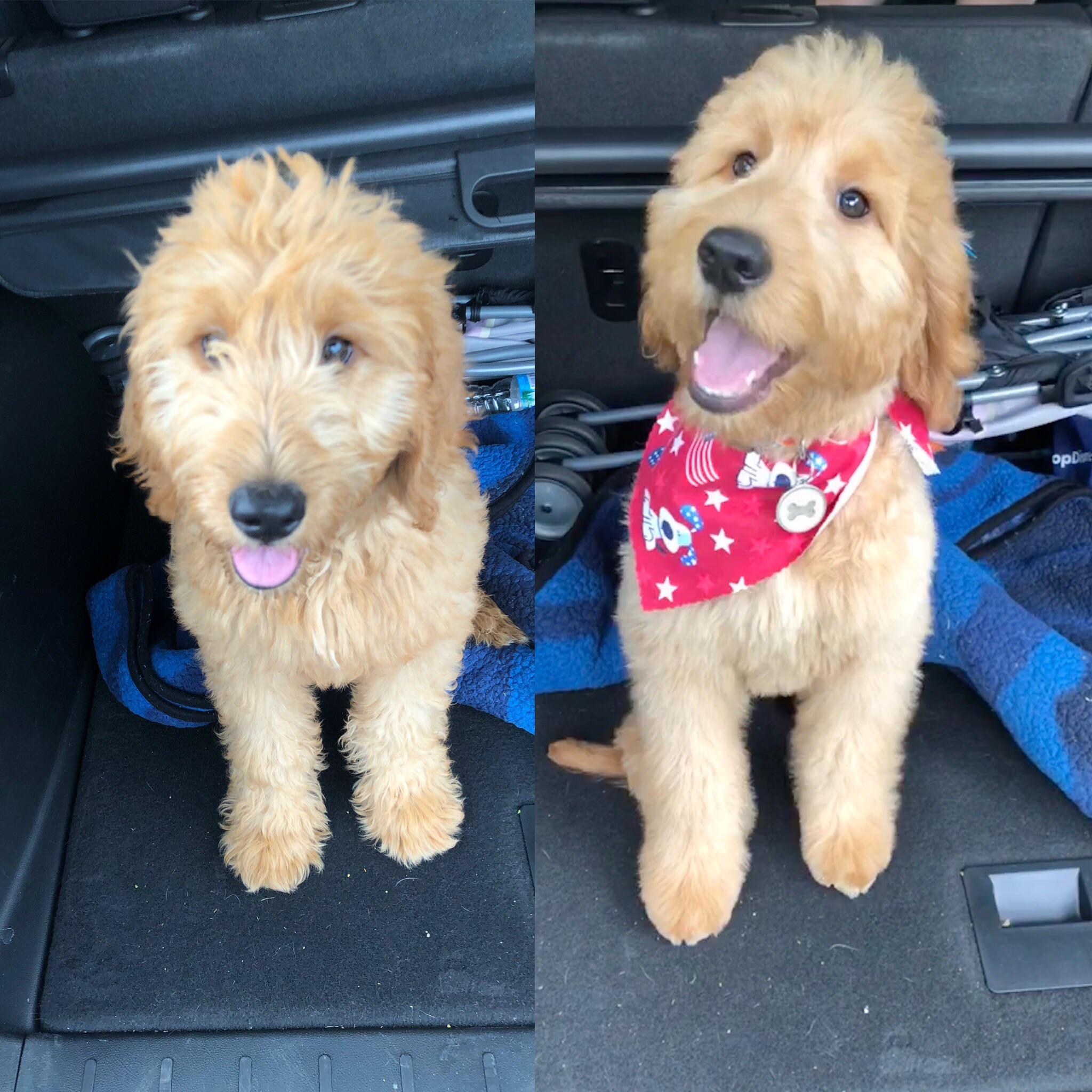Gilly’s before and after of her first grooming! | Scrolller