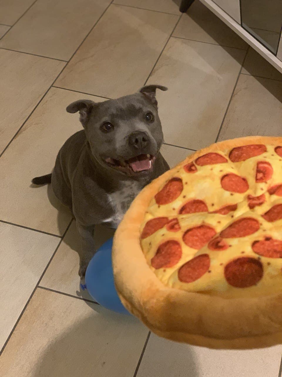 Give me that pizza human 🍕 | Scrolller
