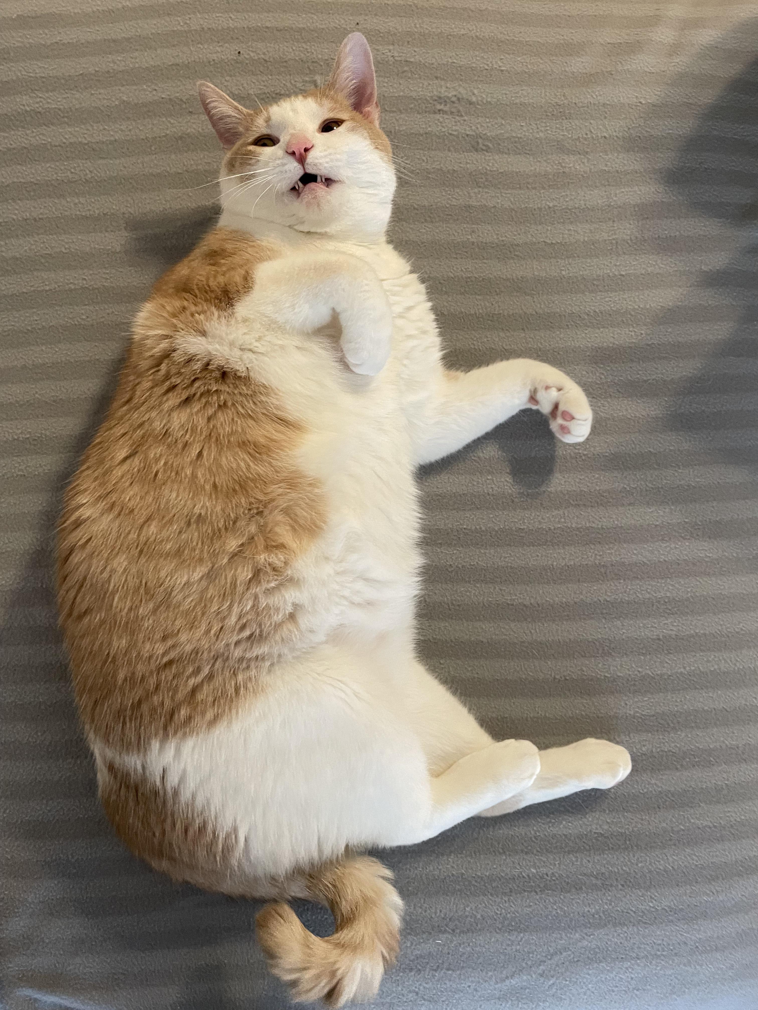 Give me treats, NOW hooman!!! | Scrolller