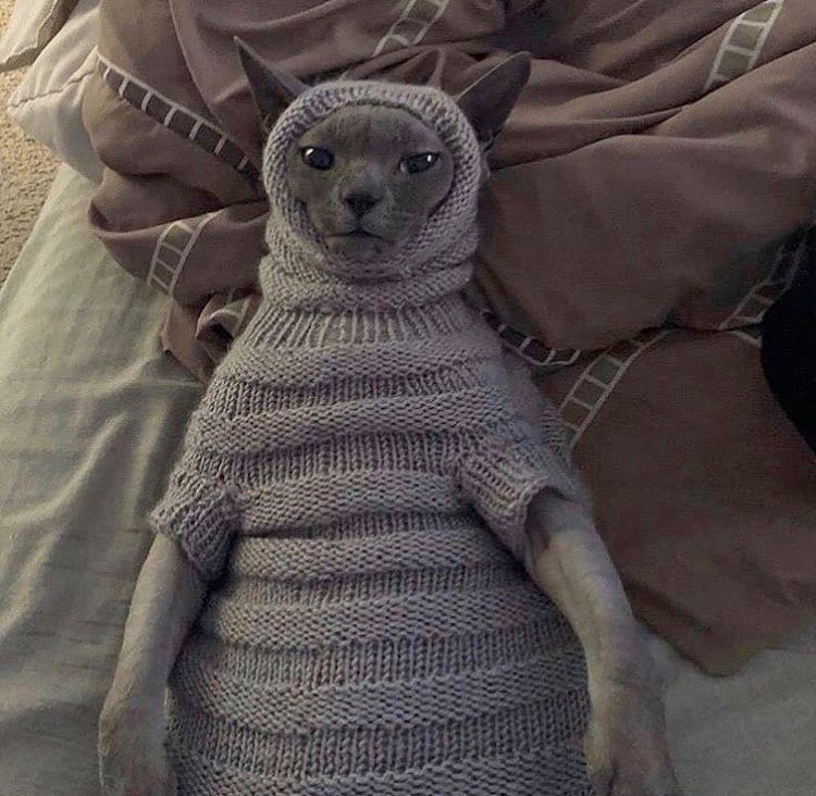 goddamnit i clicked | Scrolller