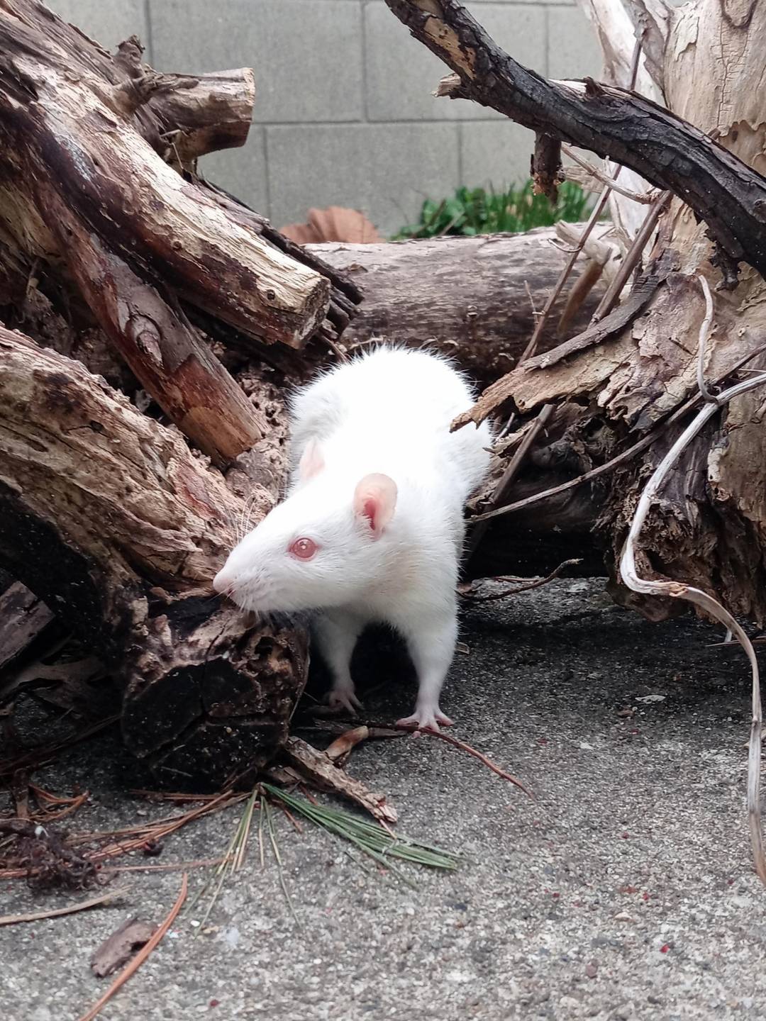Goddess Lucy emerges from the "Woods" (the patio). | Scrolller