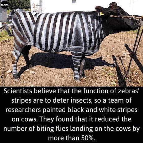 Going undercover guys | Scrolller