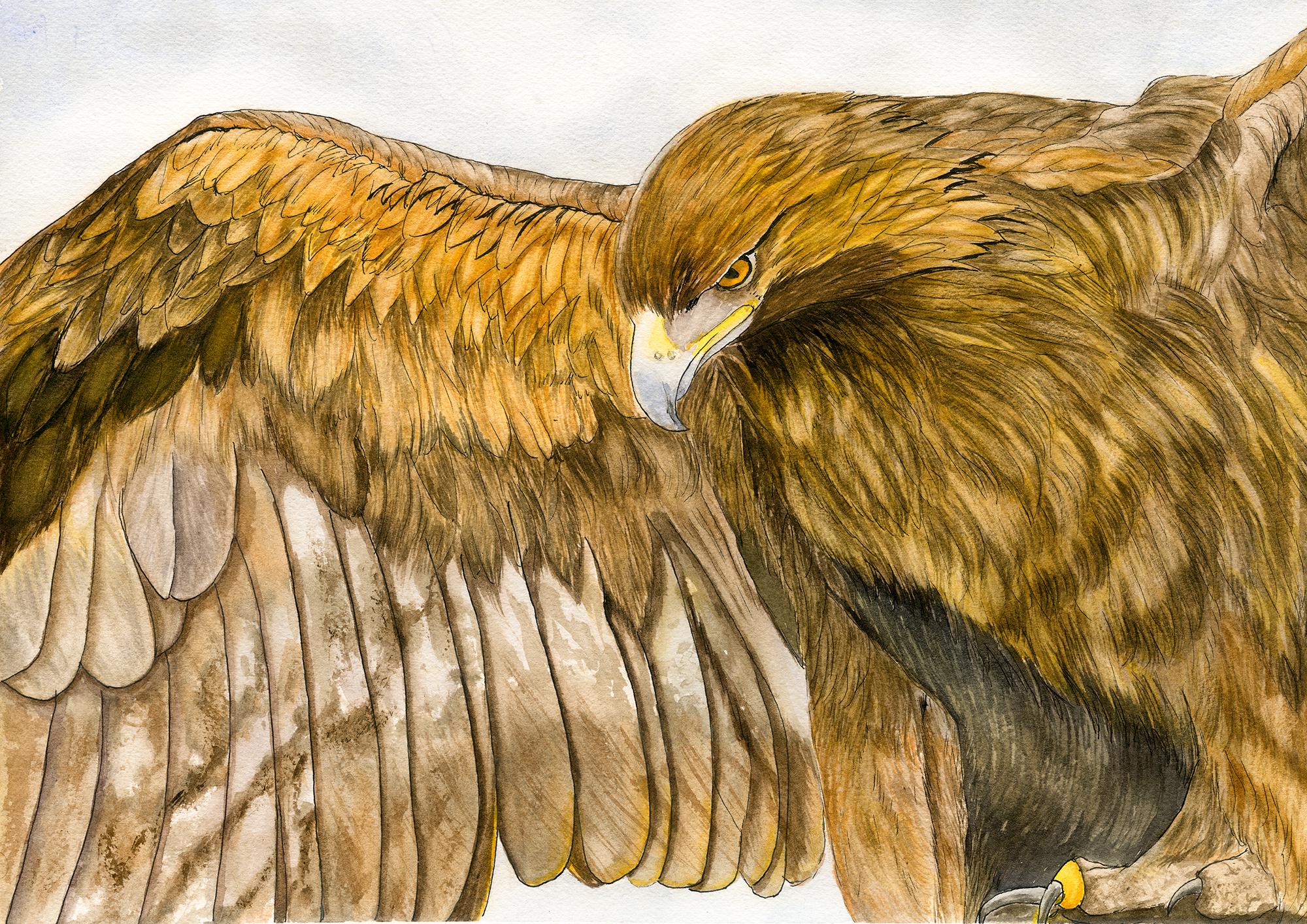 Golden Eagle - Line and Watercolour wash - Size 16x12in | Scrolller