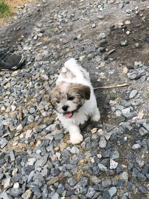 Good boi!! | Scrolller