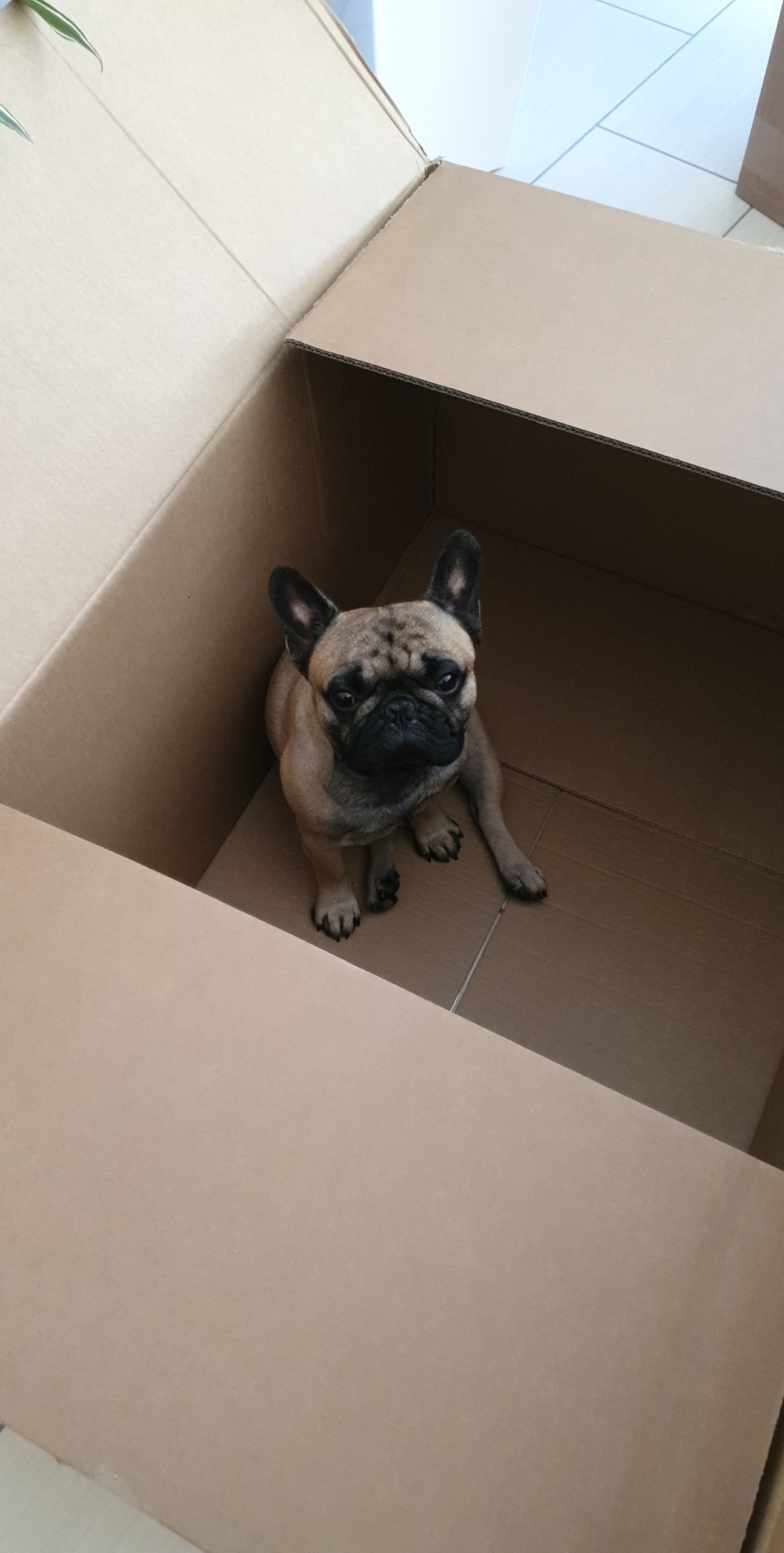 Good boi in a box | Scrolller