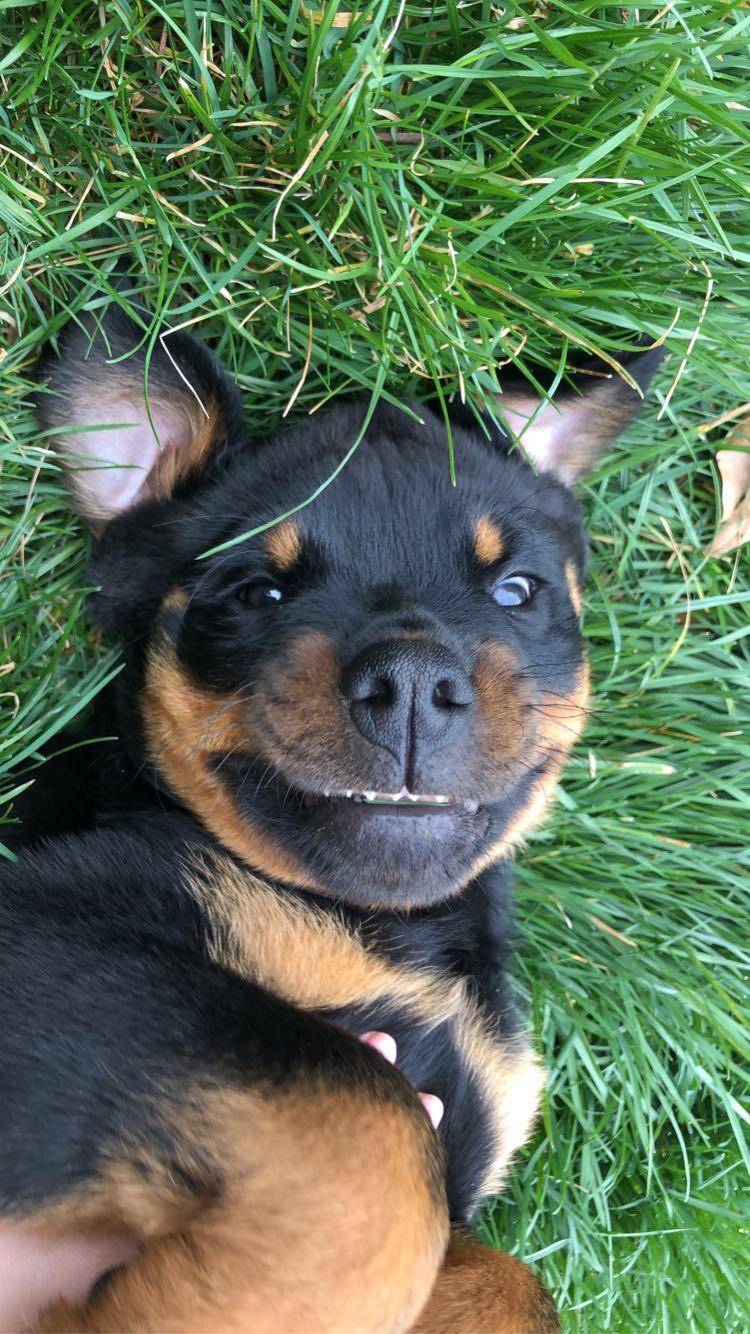 Good boi loves grass | Scrolller