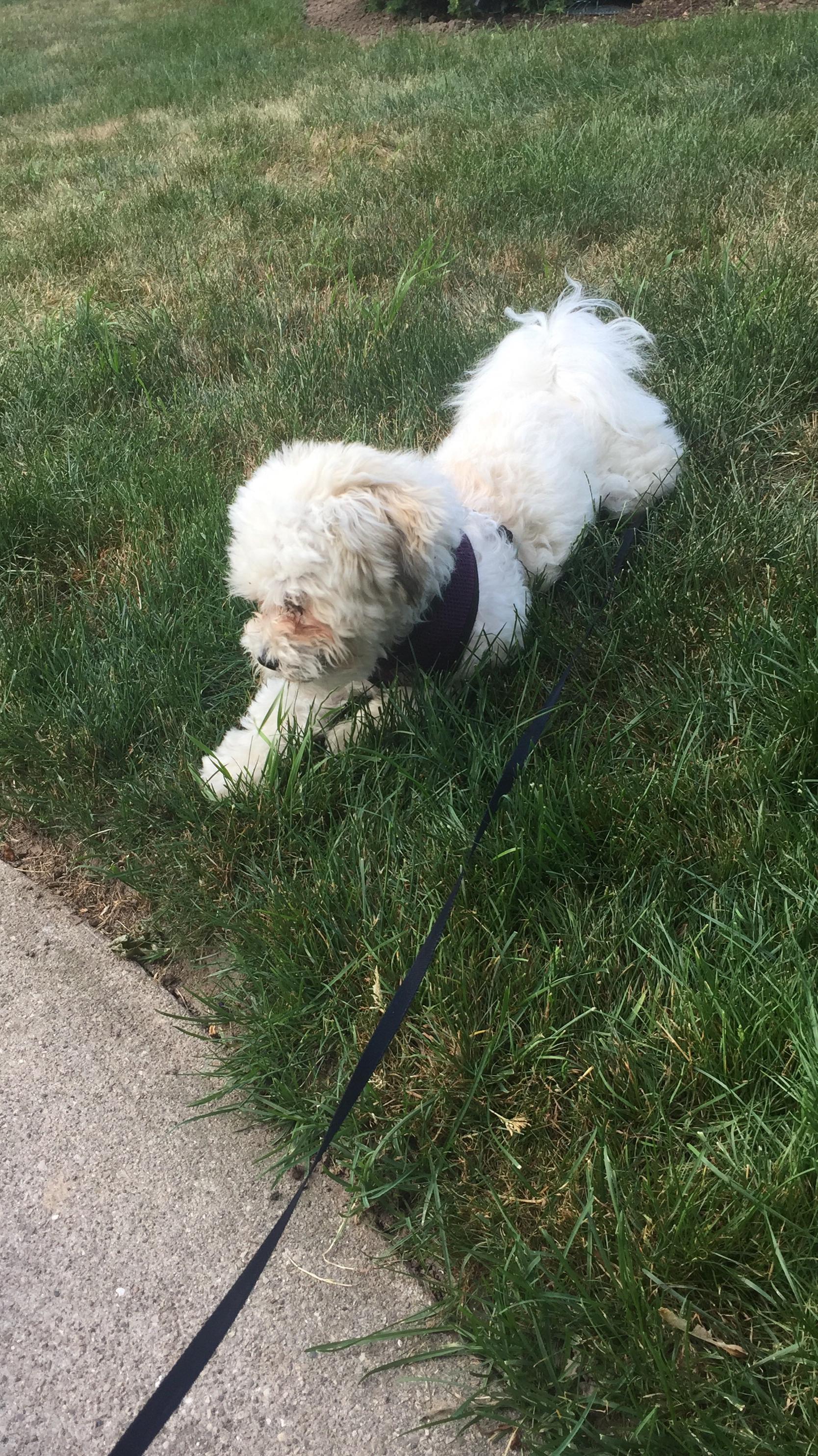 Good boy in the grass | Scrolller