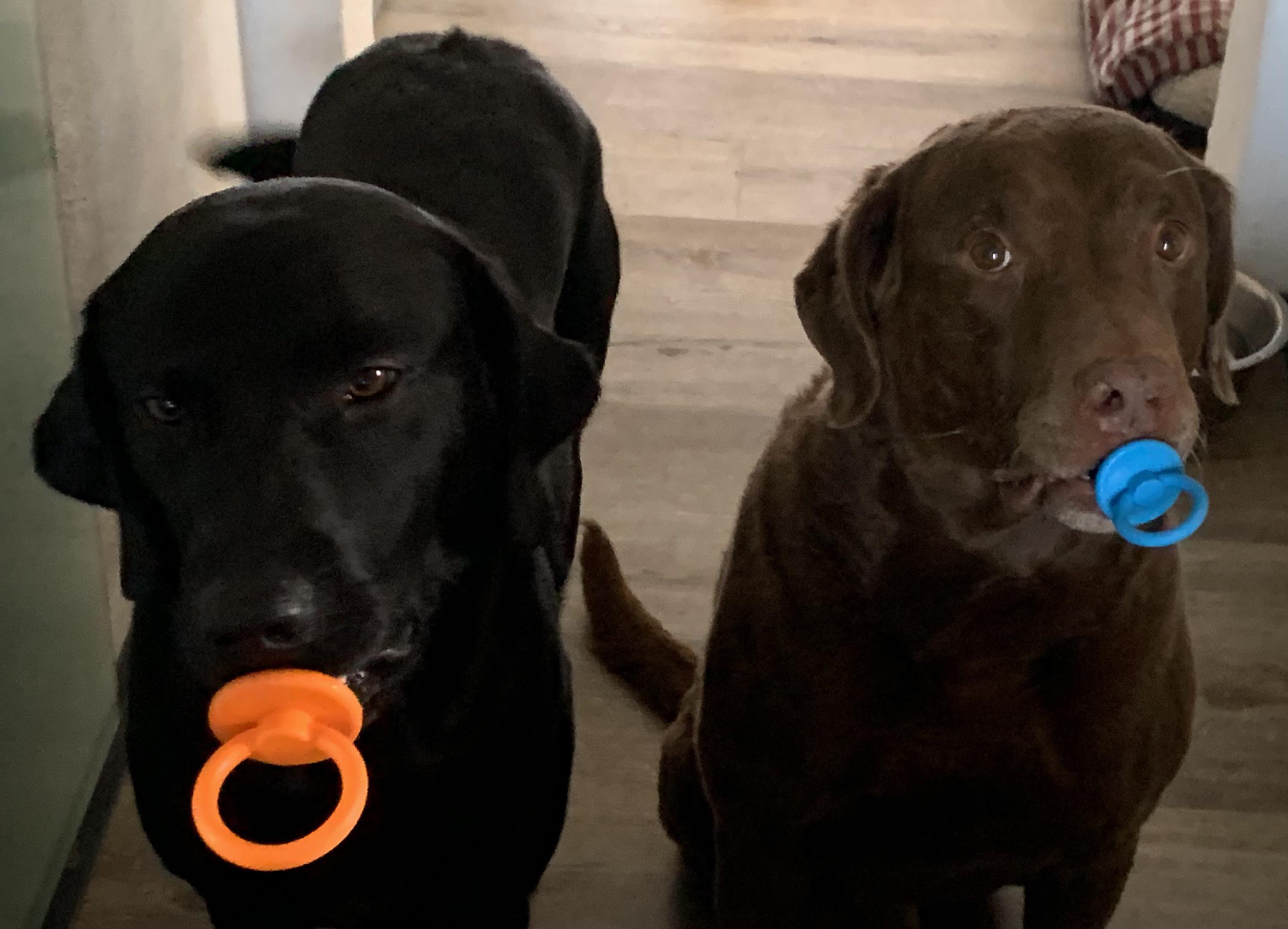 Good boys... | Scrolller