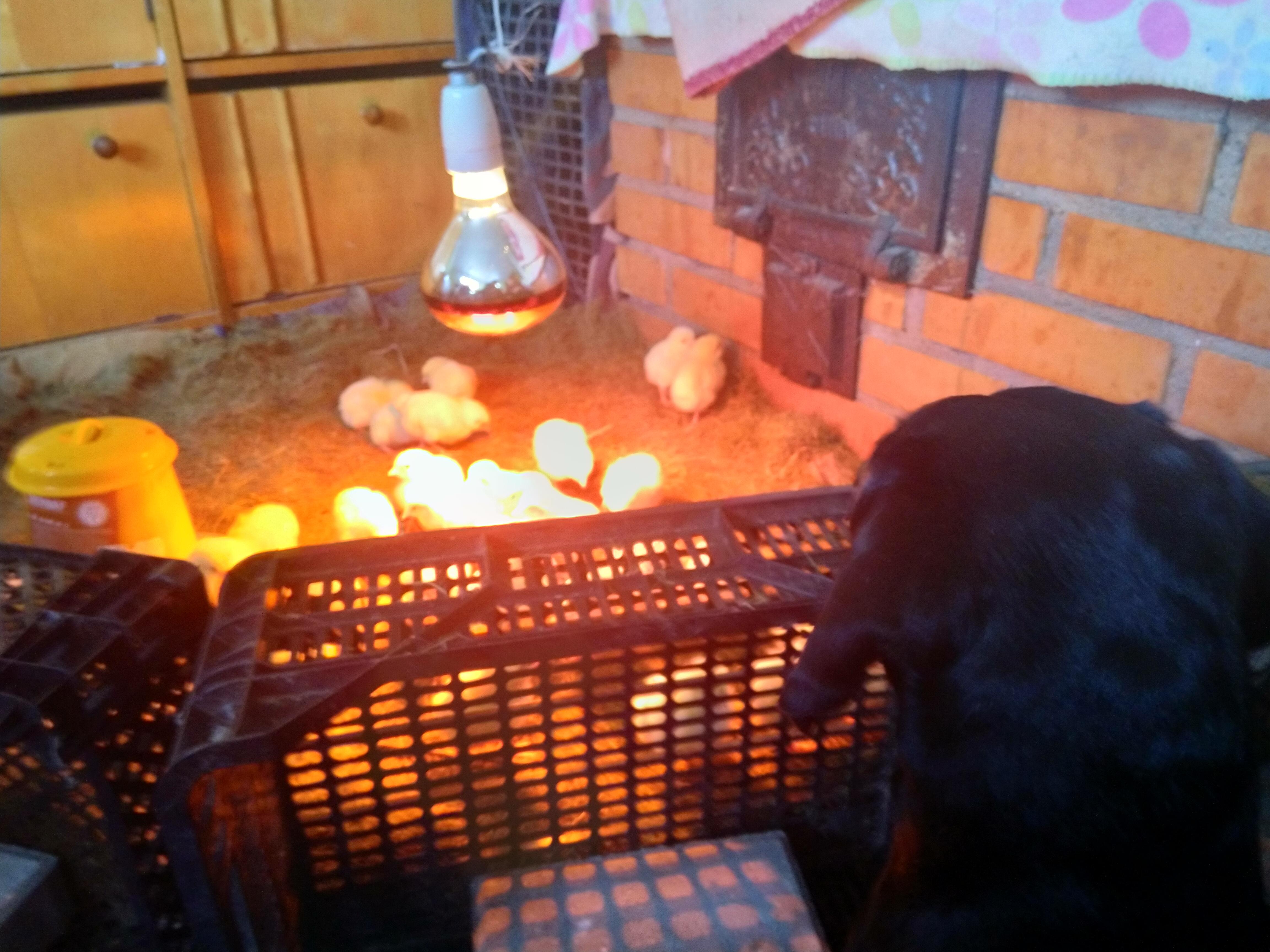 Good dog looks after baby chickens | Scrolller