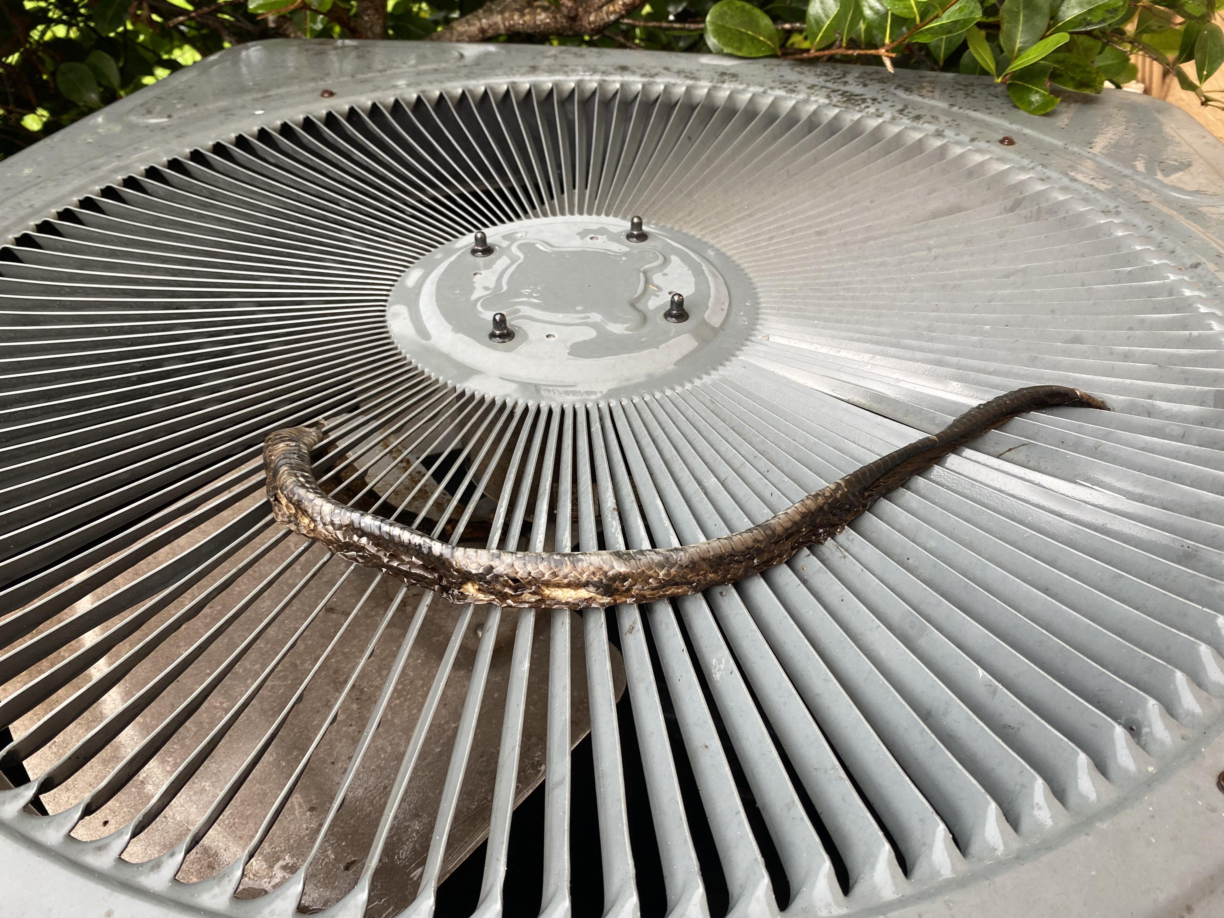 Goodman condenser fan vs Rat snake who won? | Scrolller