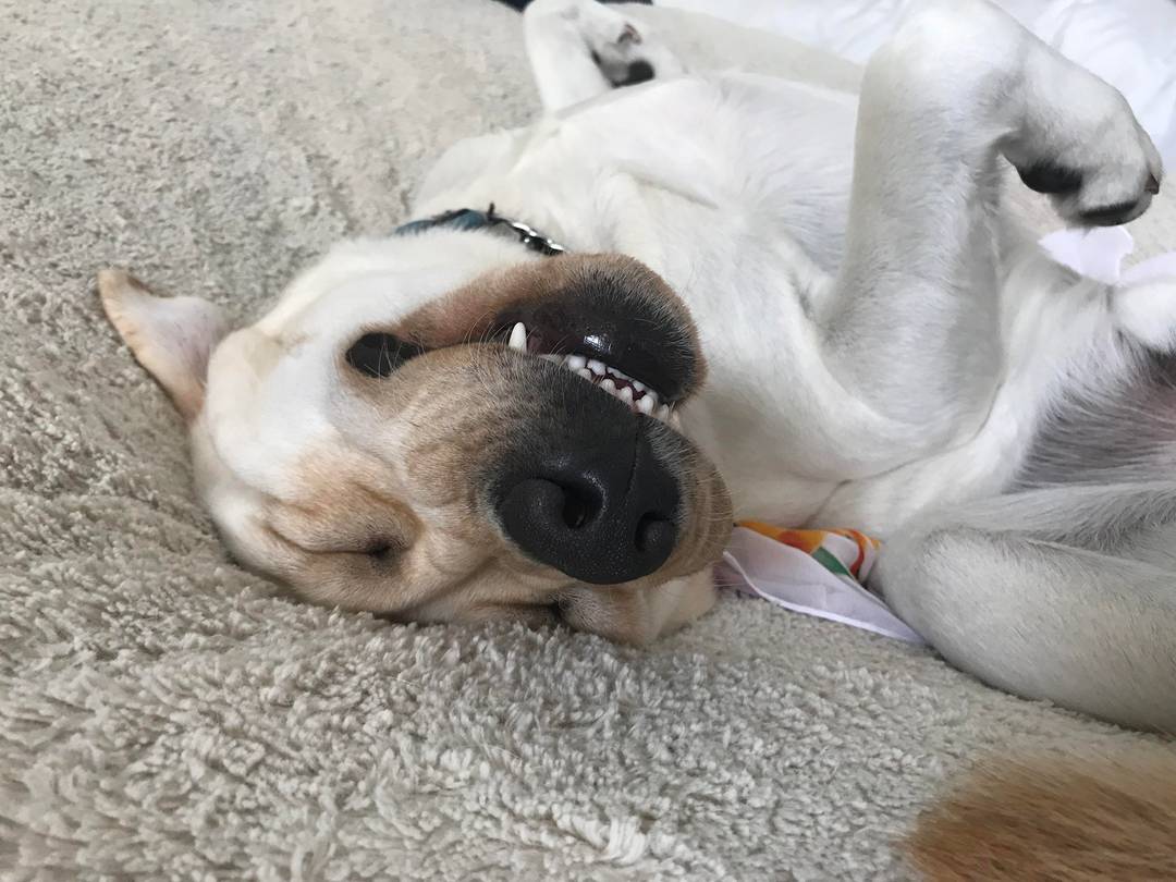 Goofy Good Boy. He sleeps like this... | Scrolller