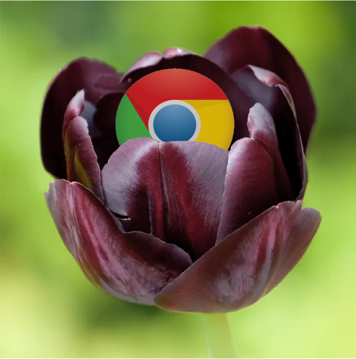 google chrome inside a tulip | Scrolller